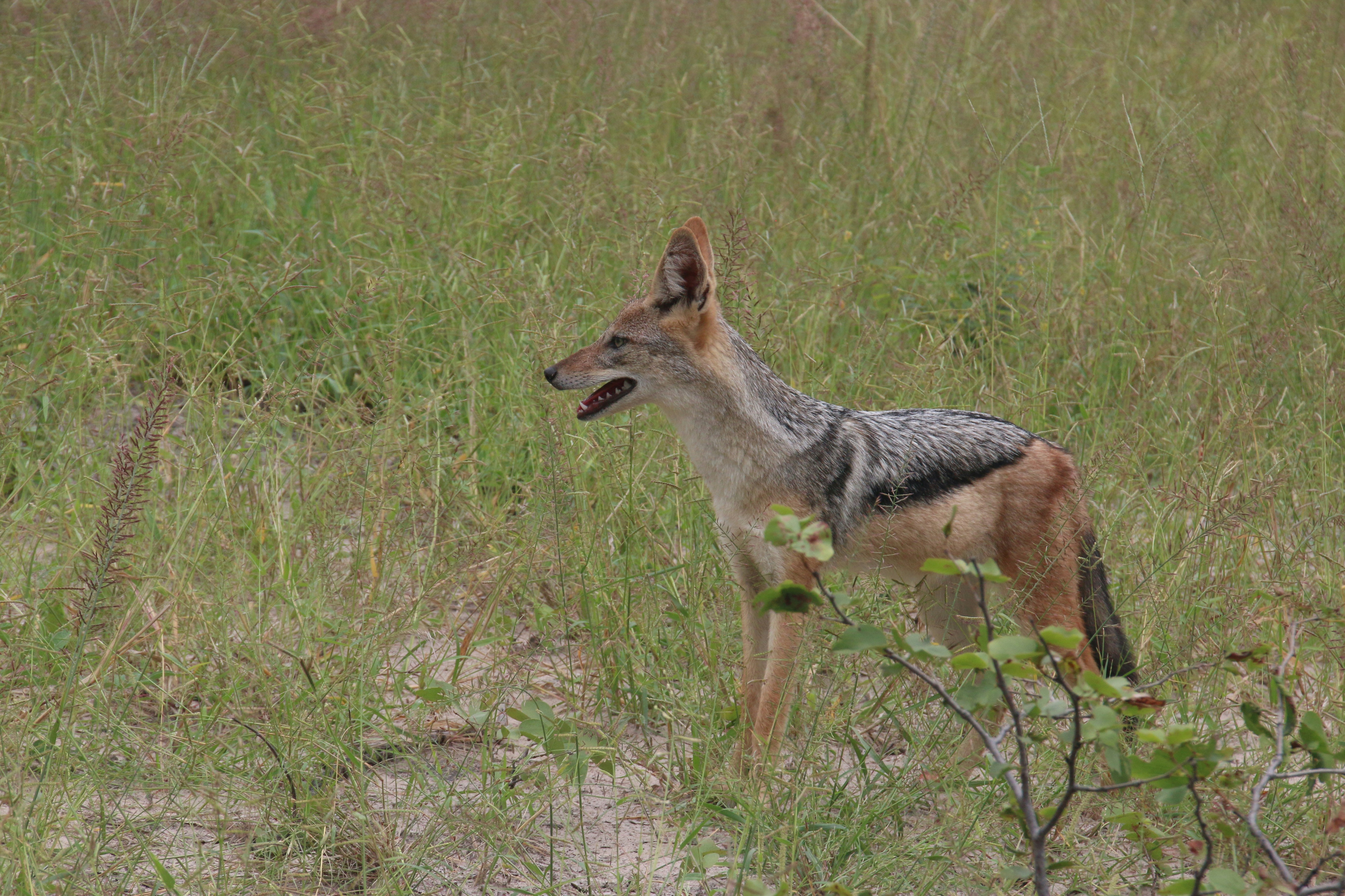 A small animal standing in a field of tall grass photo – Free Botswana ...
