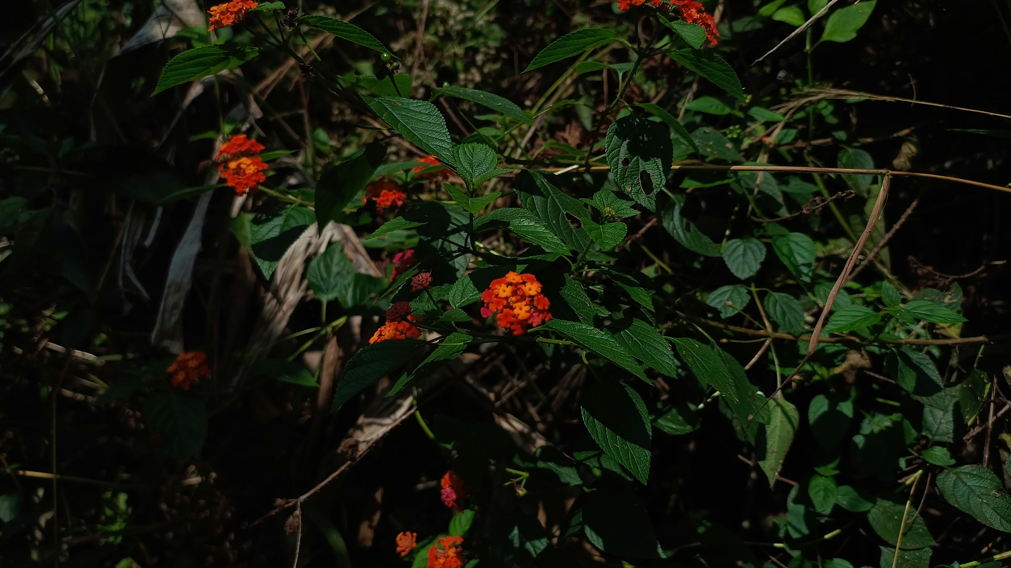 Ember-Colored Blooms Hidden in a Shadowed Foliage Bed