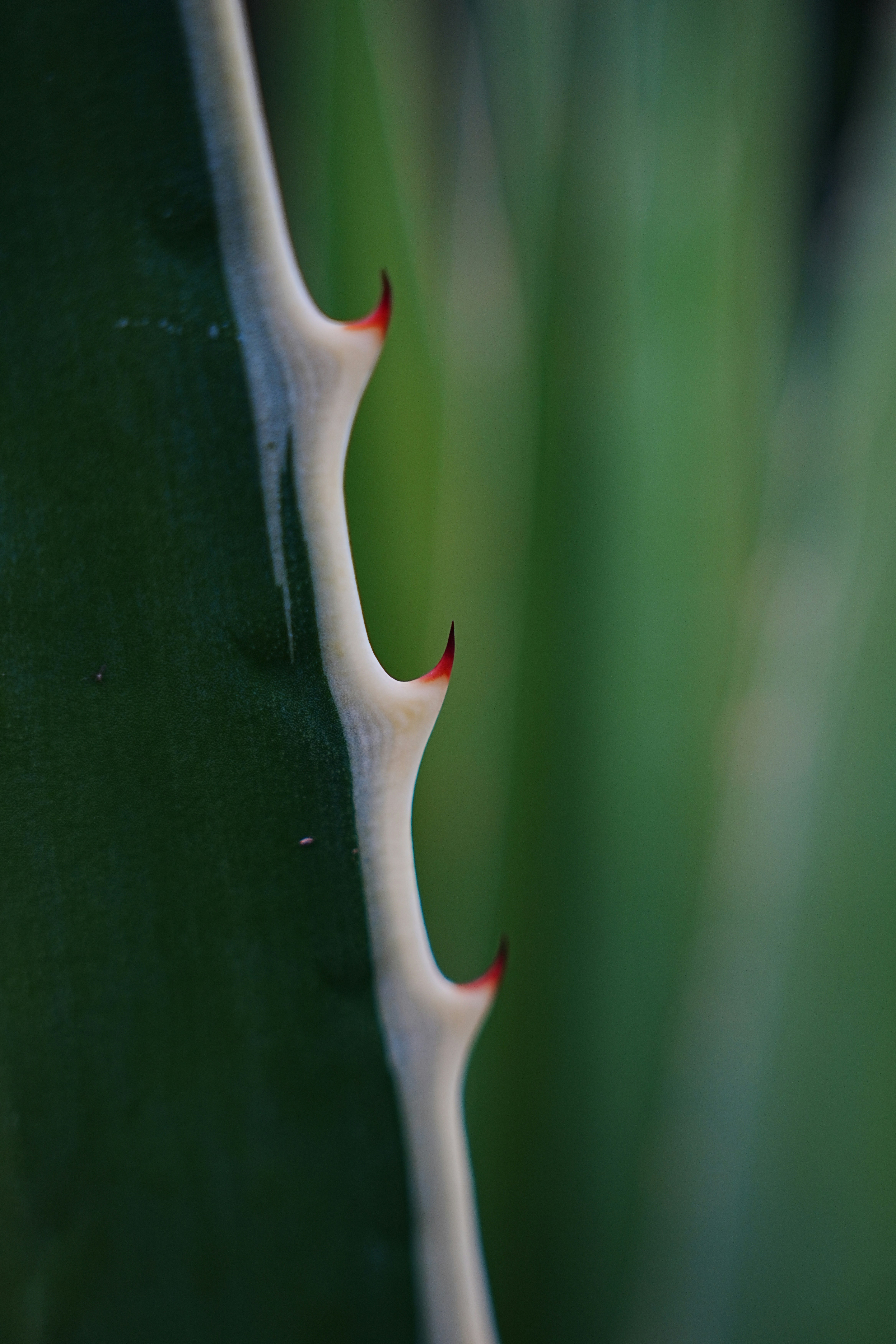 Crimson-tipped serrations along a lone agave blade