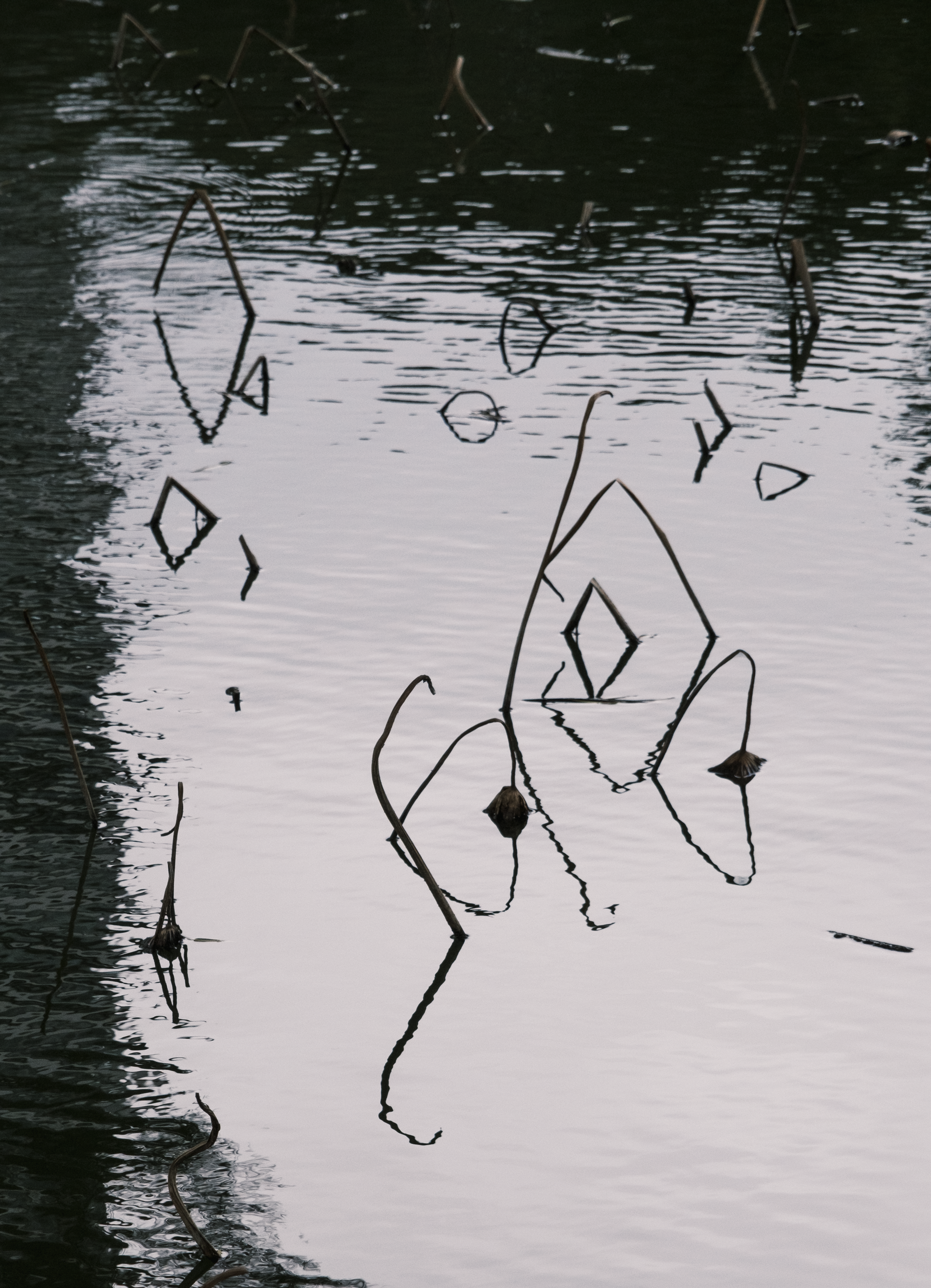 Geometrics in Water: A Quiet Pond's Wire Garden