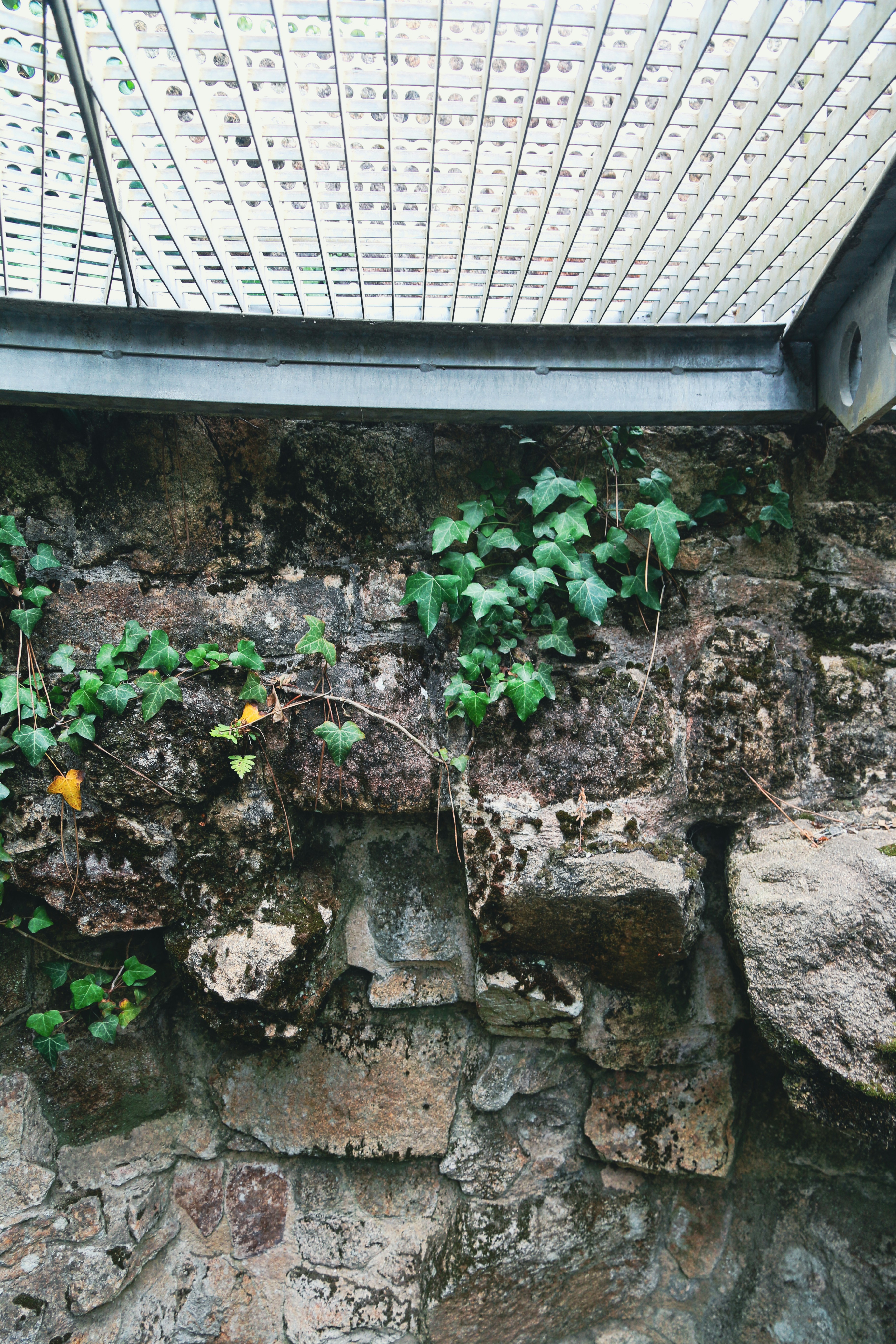 Ivy Veil on a Weathered Stone Wall Beneath a Gridded Overhang