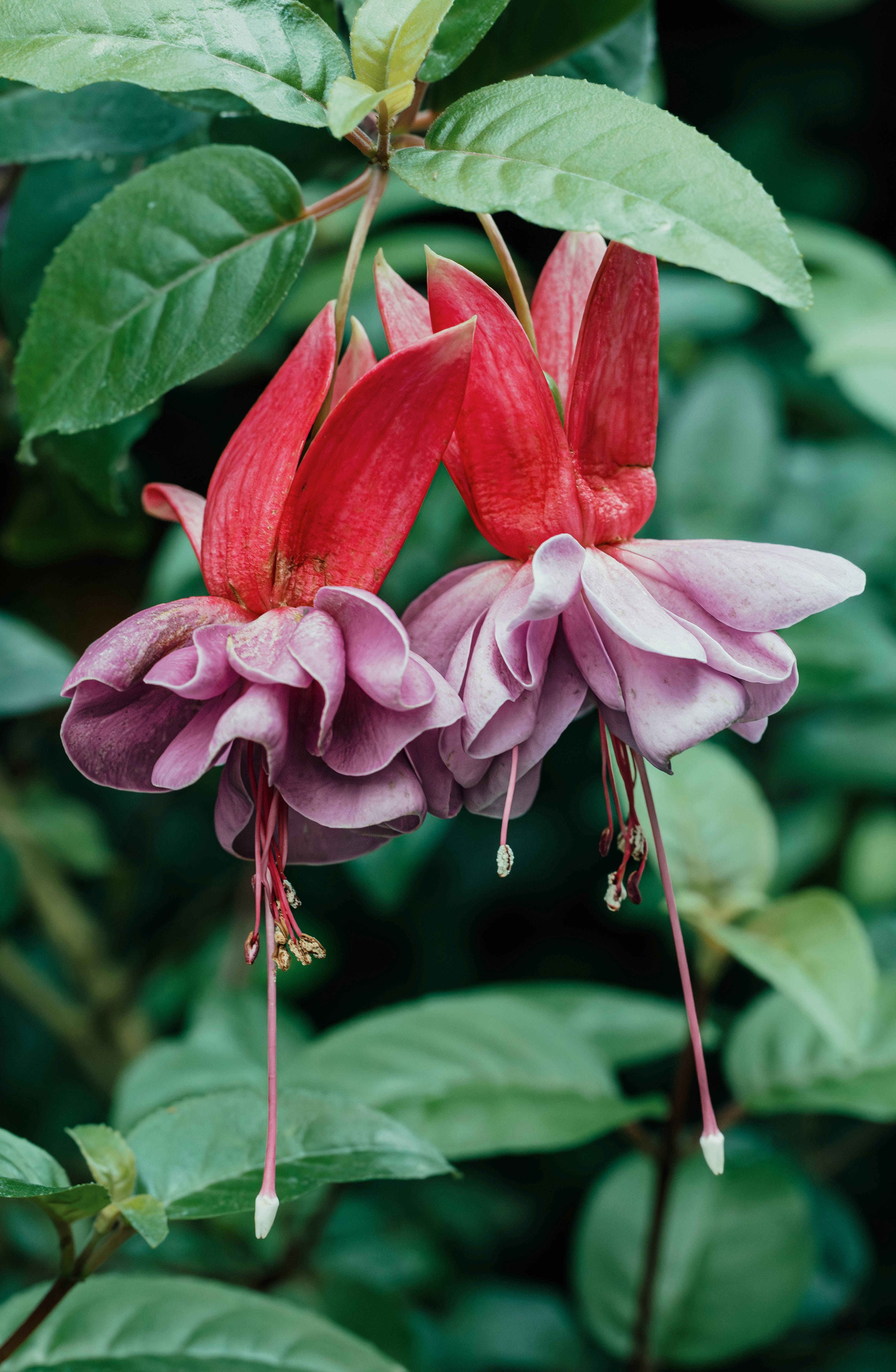 Crimson Lanterns and Lavender Veil: A Fuchsia Duo