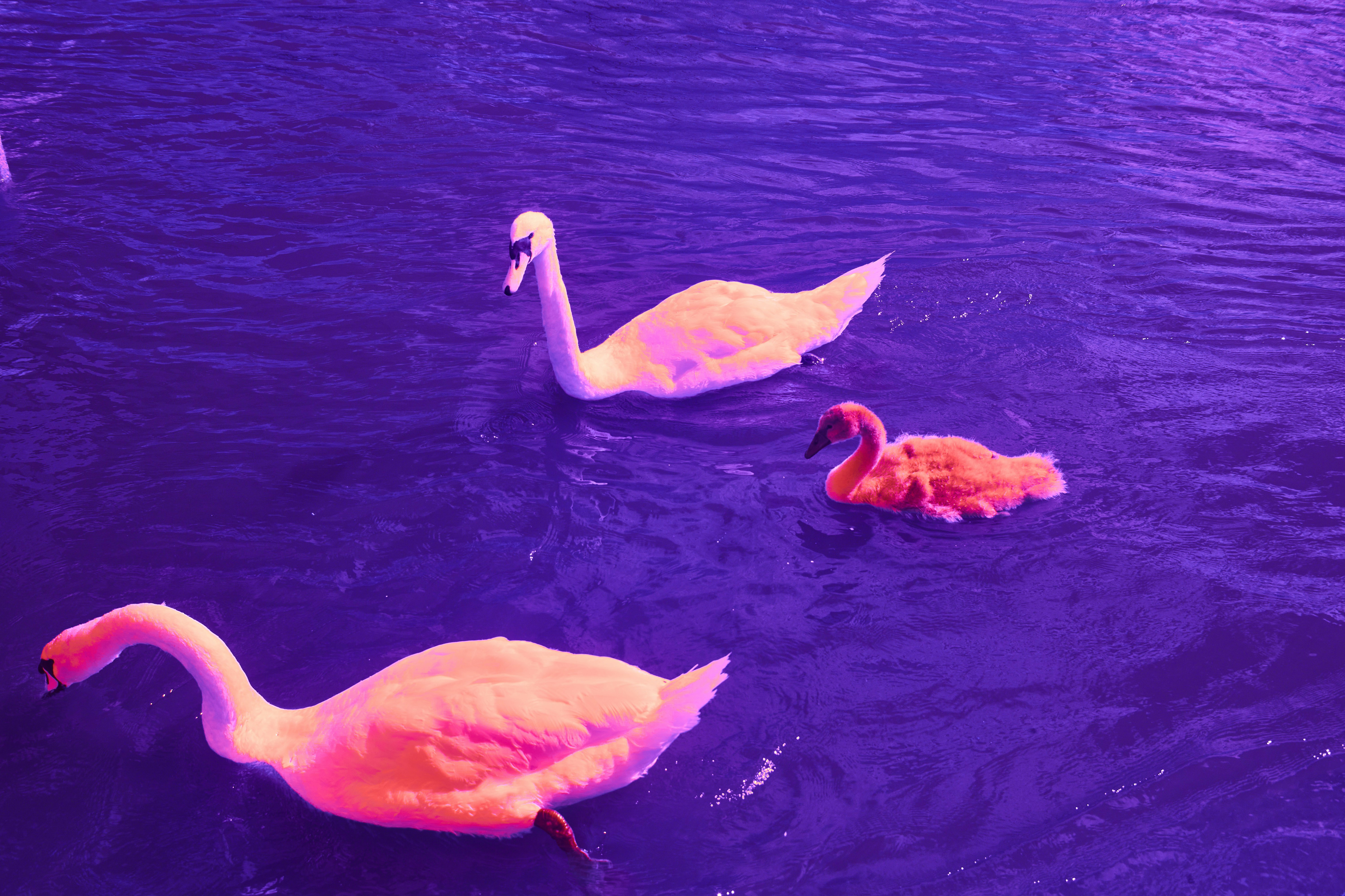 Three pink flamingos swimming in the water photo – Free Animal Image on ...