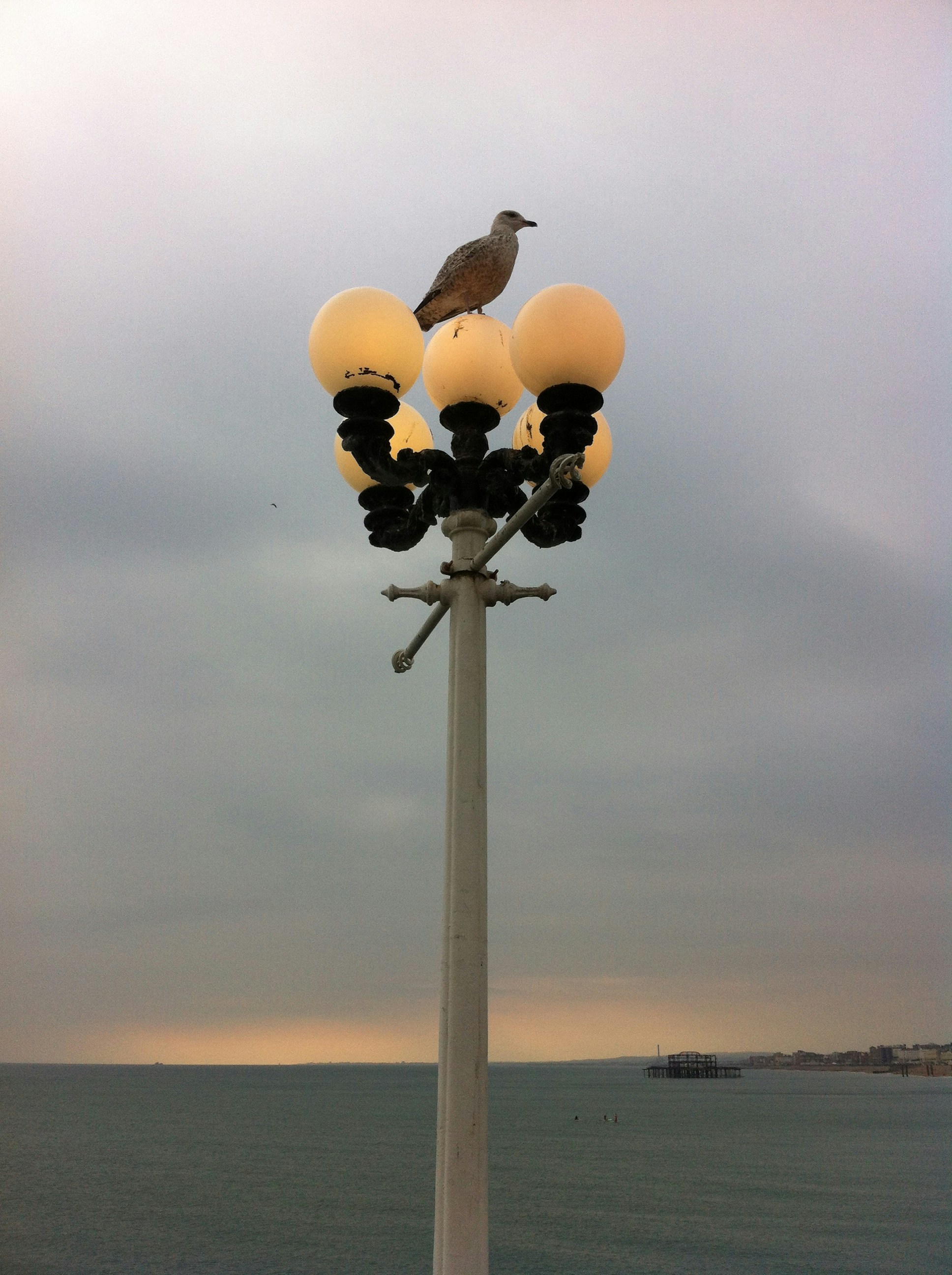 Seagull on a lamp post on Brighton Pier, UK