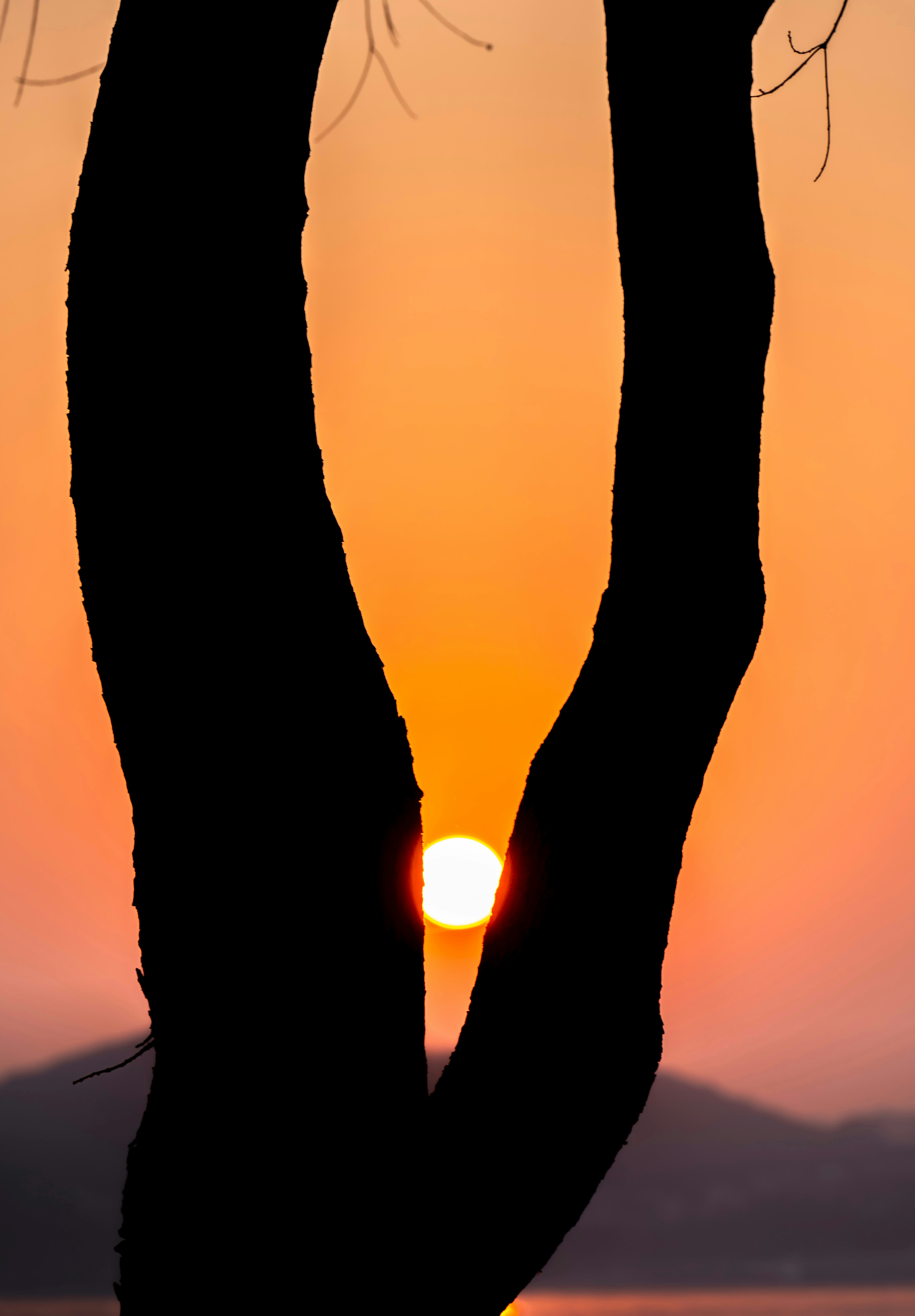 V-Slot at Sunset: The Sun Framed Between Silent Trunks
