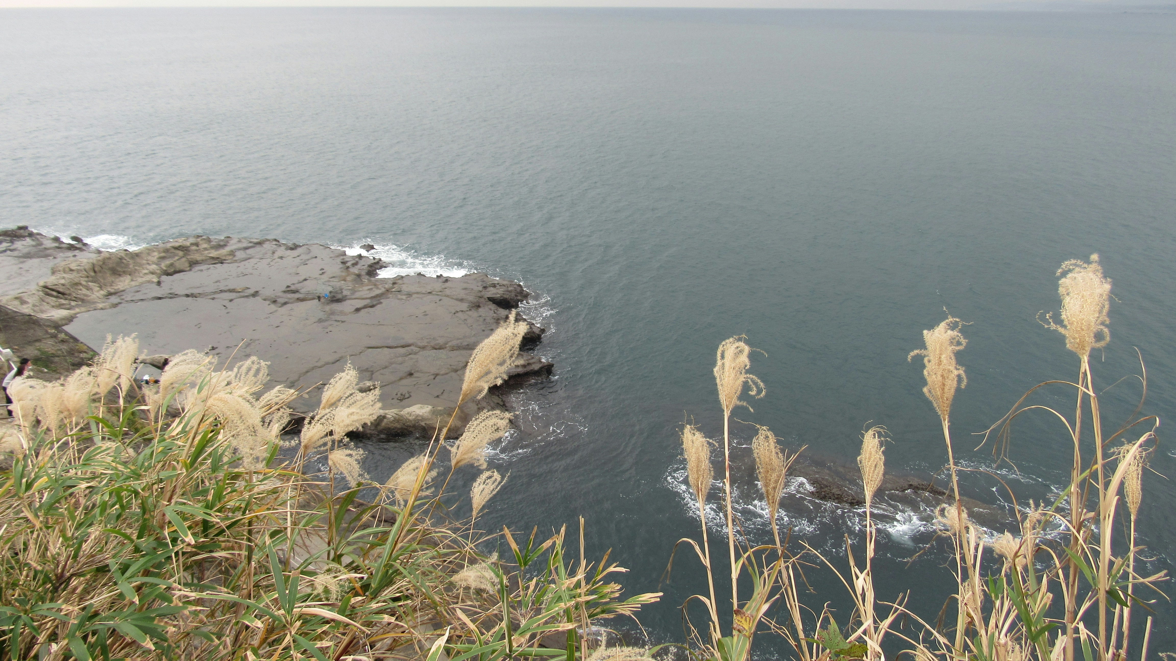 Golden papyrus grass sways beside rocky cliffs overlooking the serene sea of Enoshima Island, Japan.