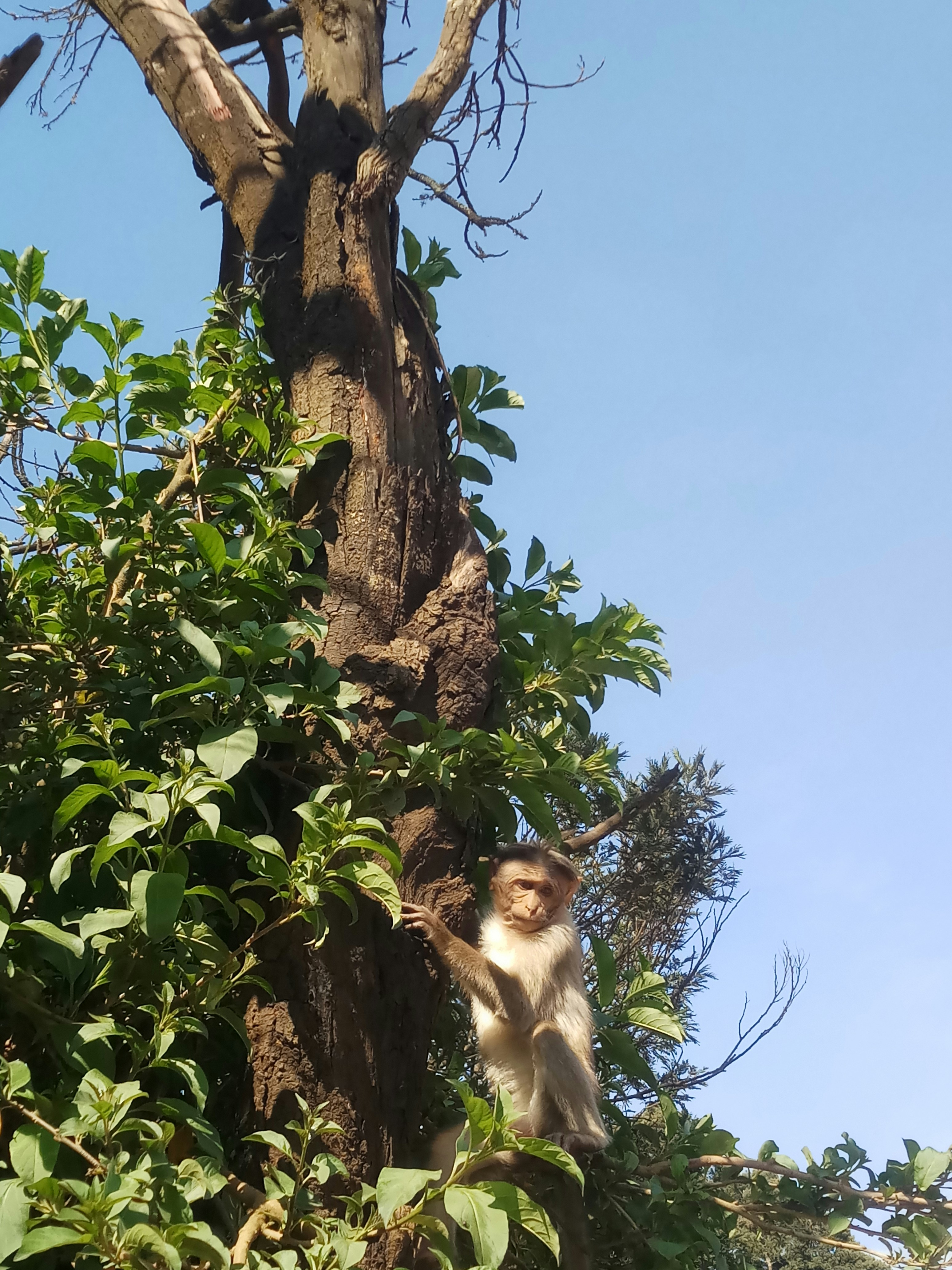 A monkey climbing up the side of a tree photo – Free Image on Unsplash