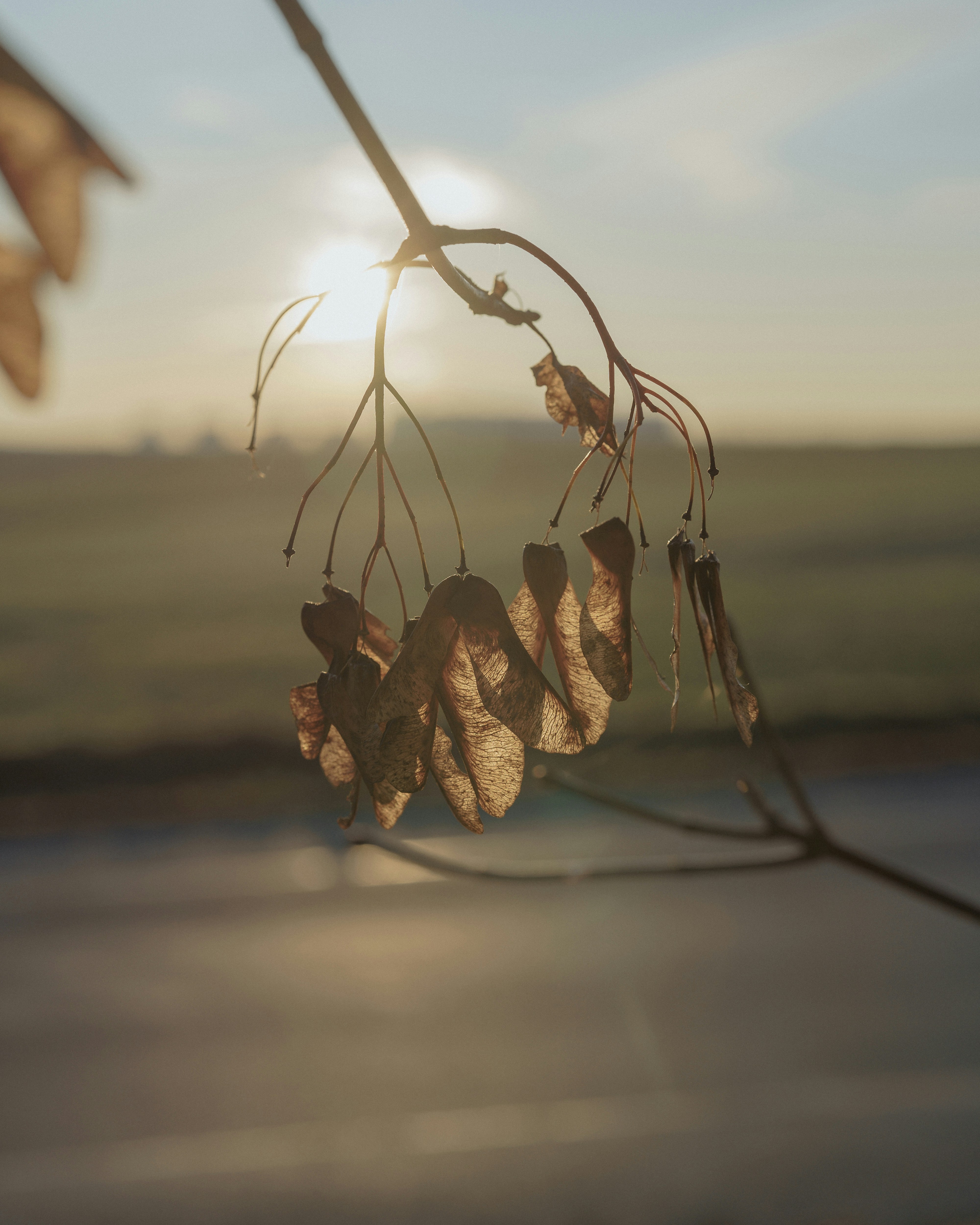 Backlit seed pod frame: sunlit leaves against a blurred horizon