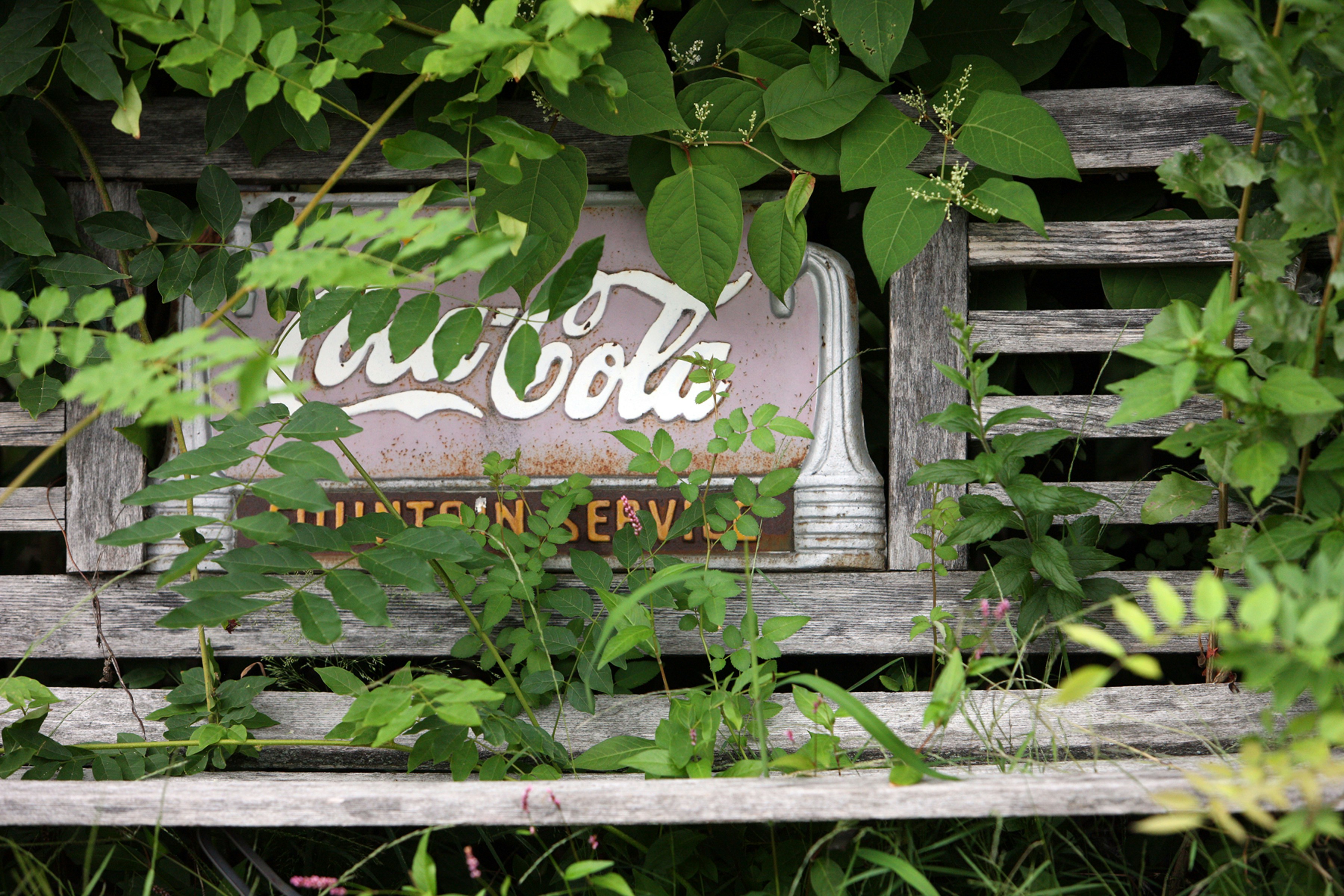 Ivy-Guarded Coca-Cola Sign on a Weathered Wooden Slat