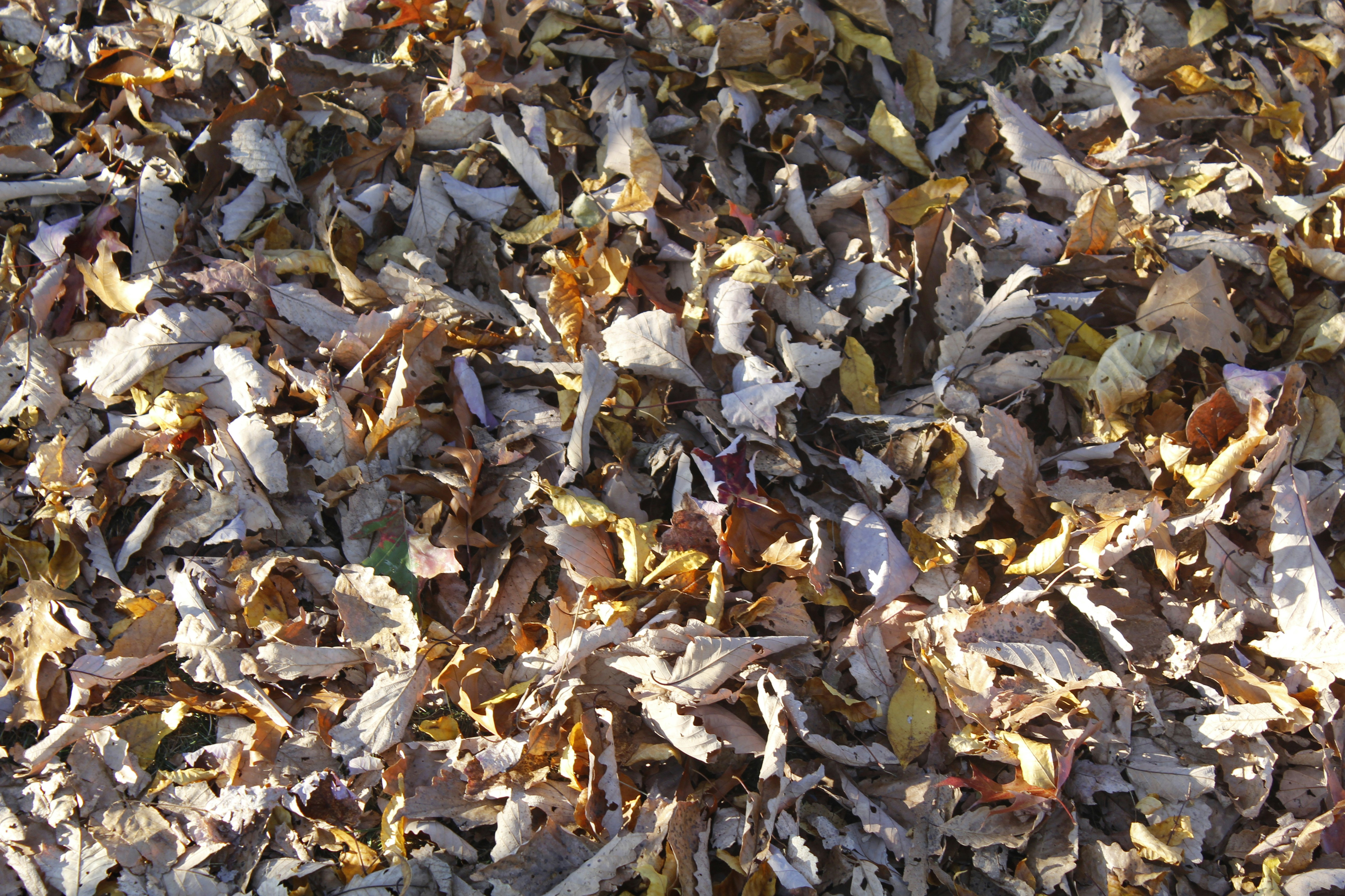 A vibrant mix of dried autumn leaves scattered on the ground, showcasing a variety of colors and textures.