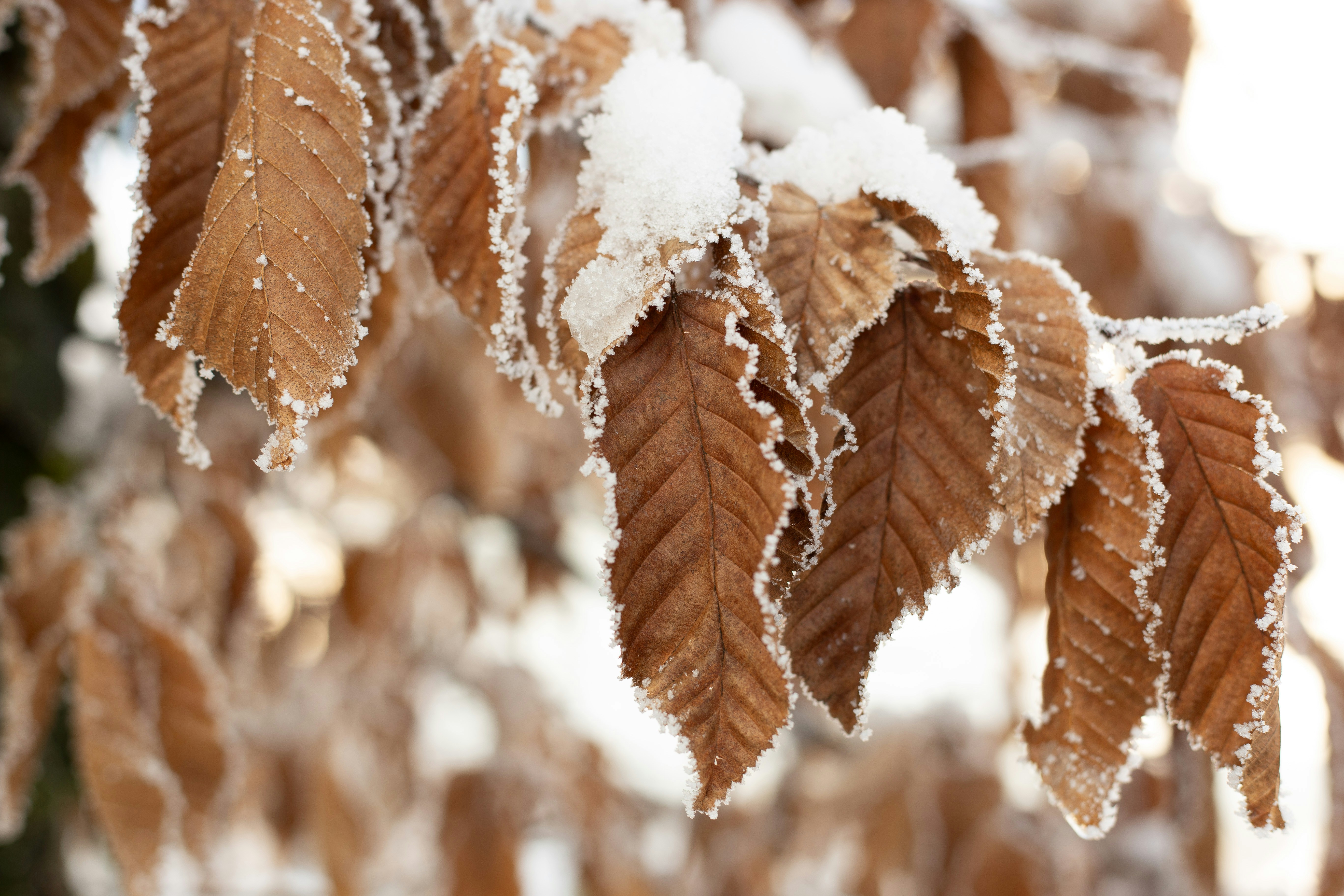 Leaves outlined with frost
