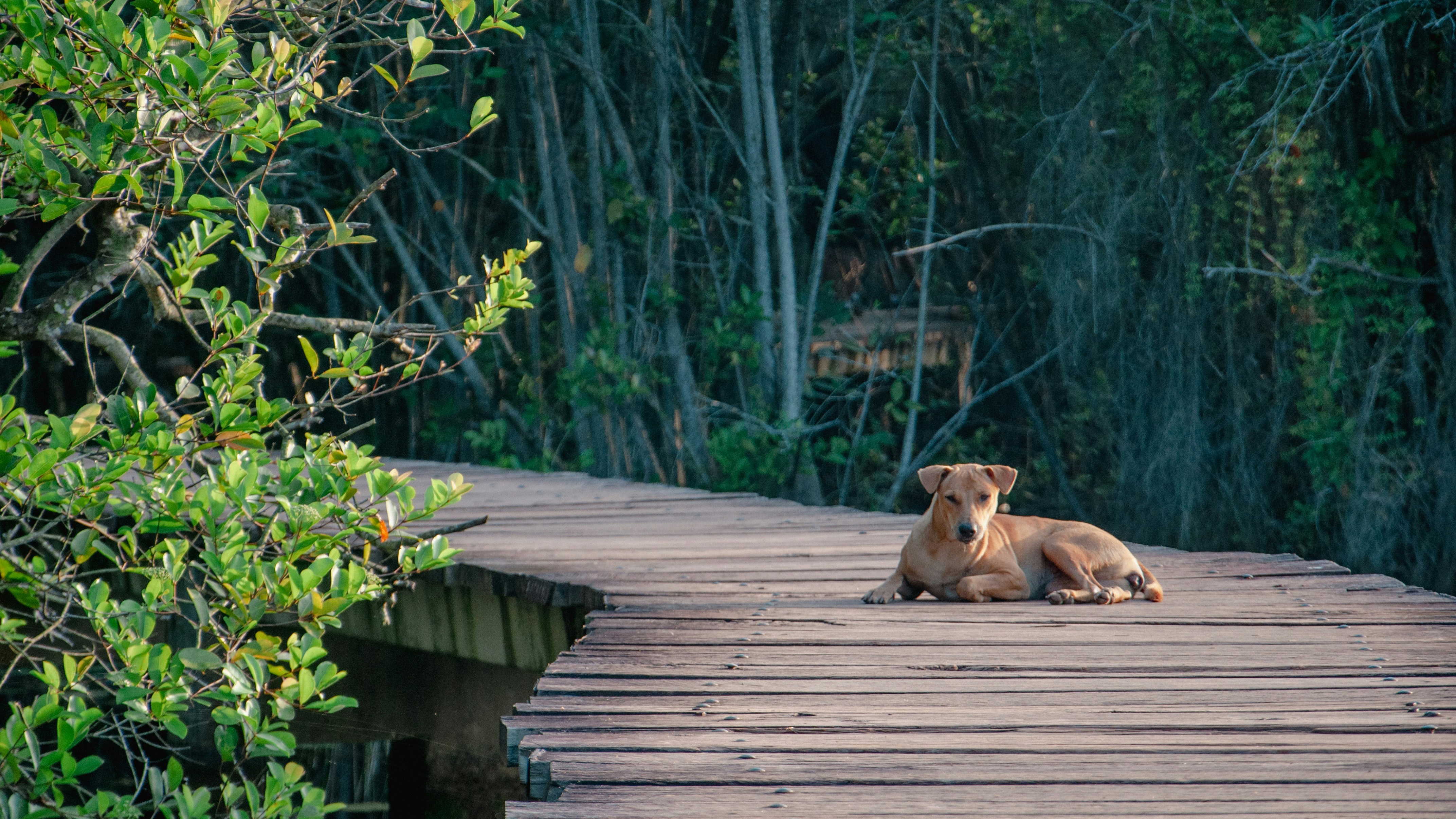 Foto Un perro está sentado en un puente de madera – Imagen Sri Lanka ...