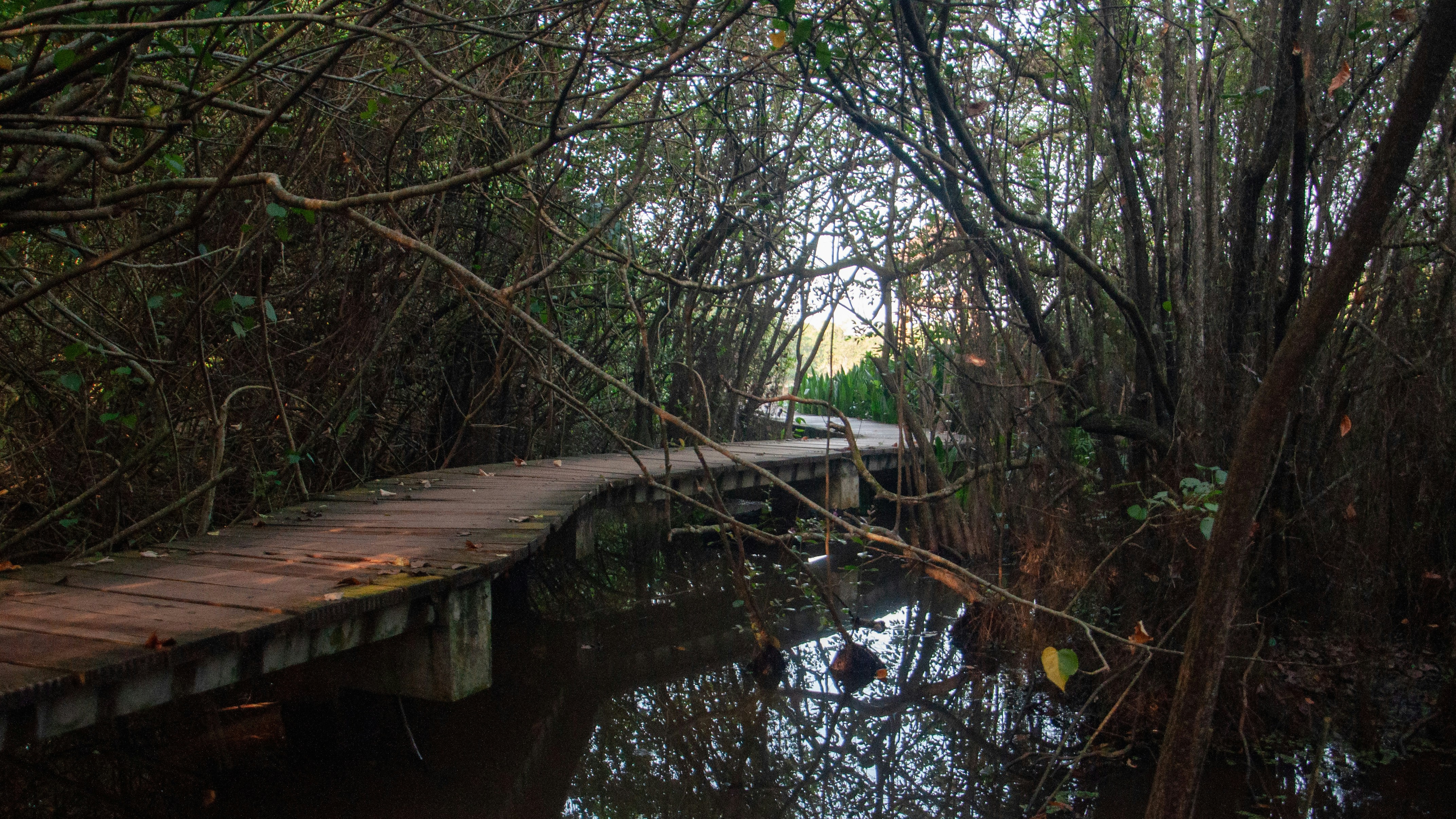 Curved wooden bridge meandering over a tranquil creek surrounded by dense forest.