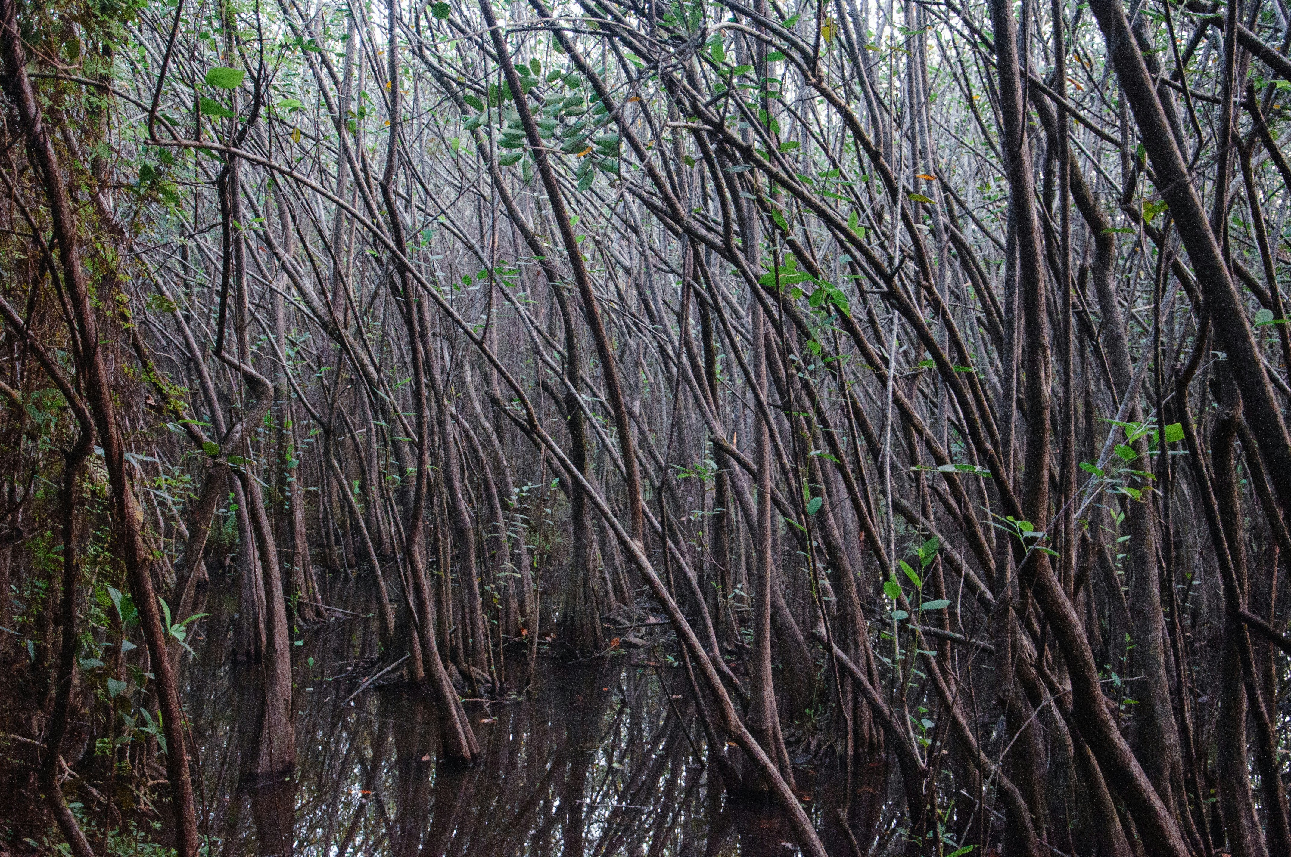 A swamp filled with lots of water surrounded by trees photo – Free ...