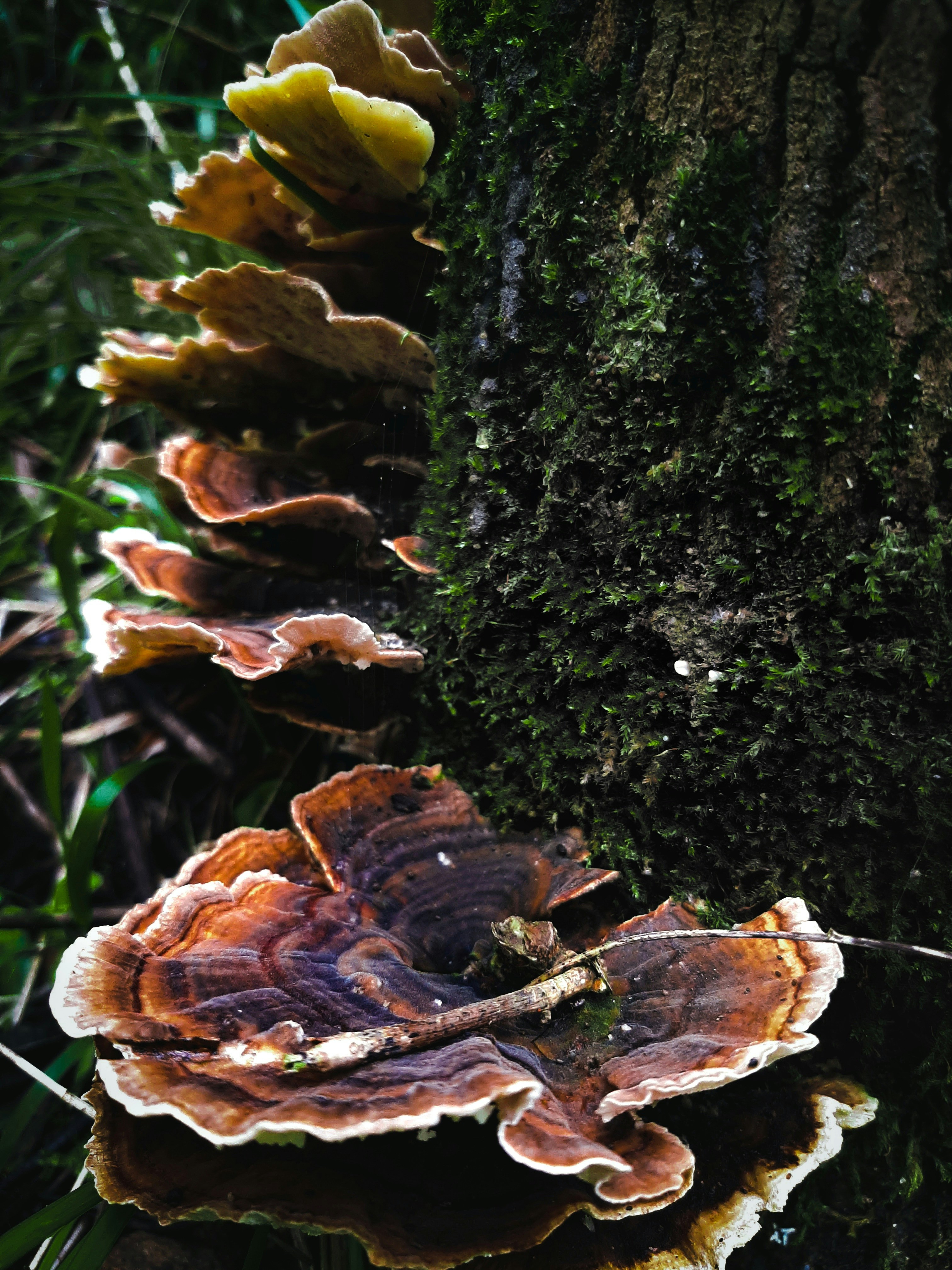 Tiered Bracket Fungi Cling to a Mossy Tree Trunk