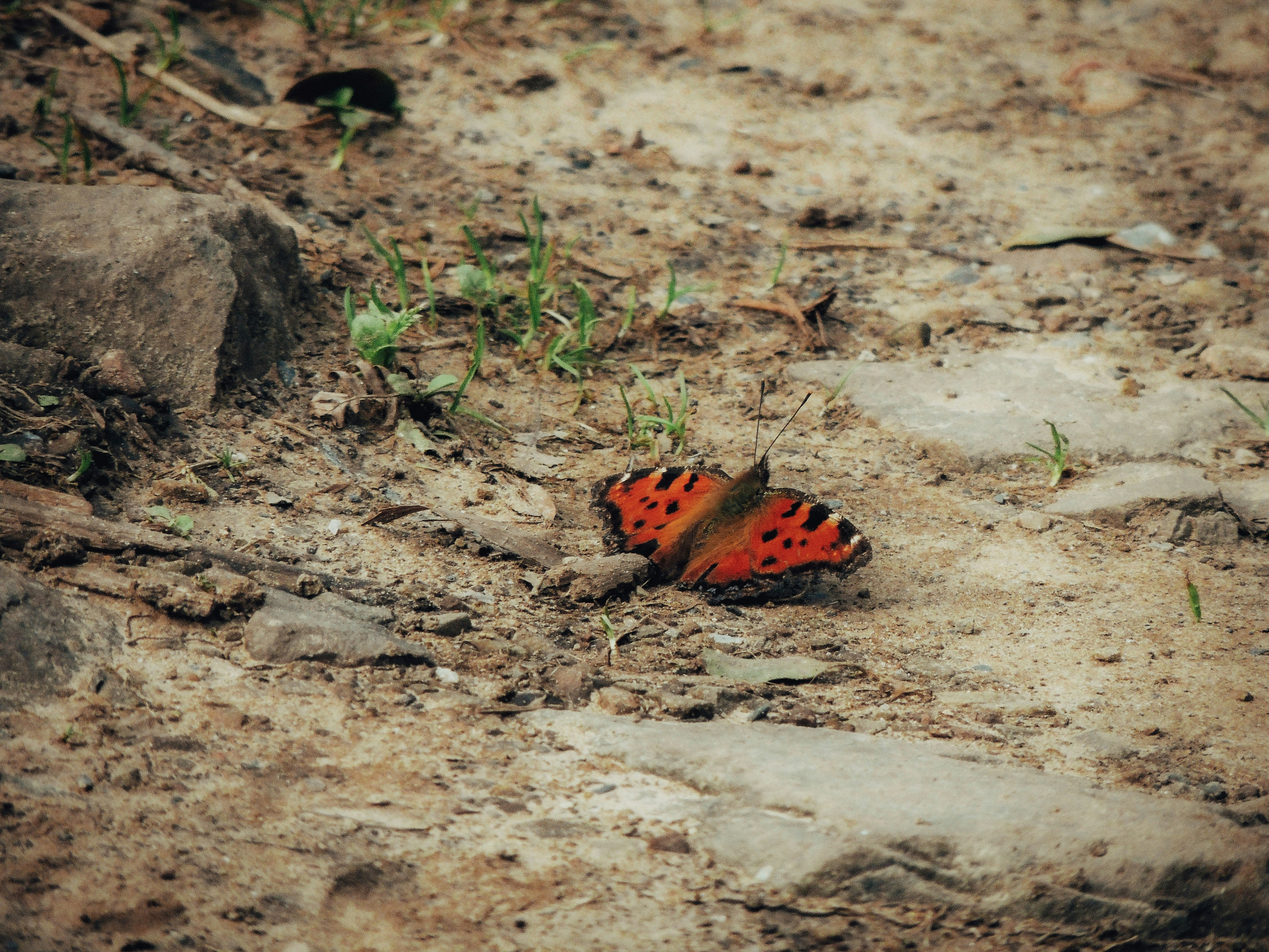 Crimson Wing on a Dusty Path: A Ground-Level Moment with a Fragile Visitor