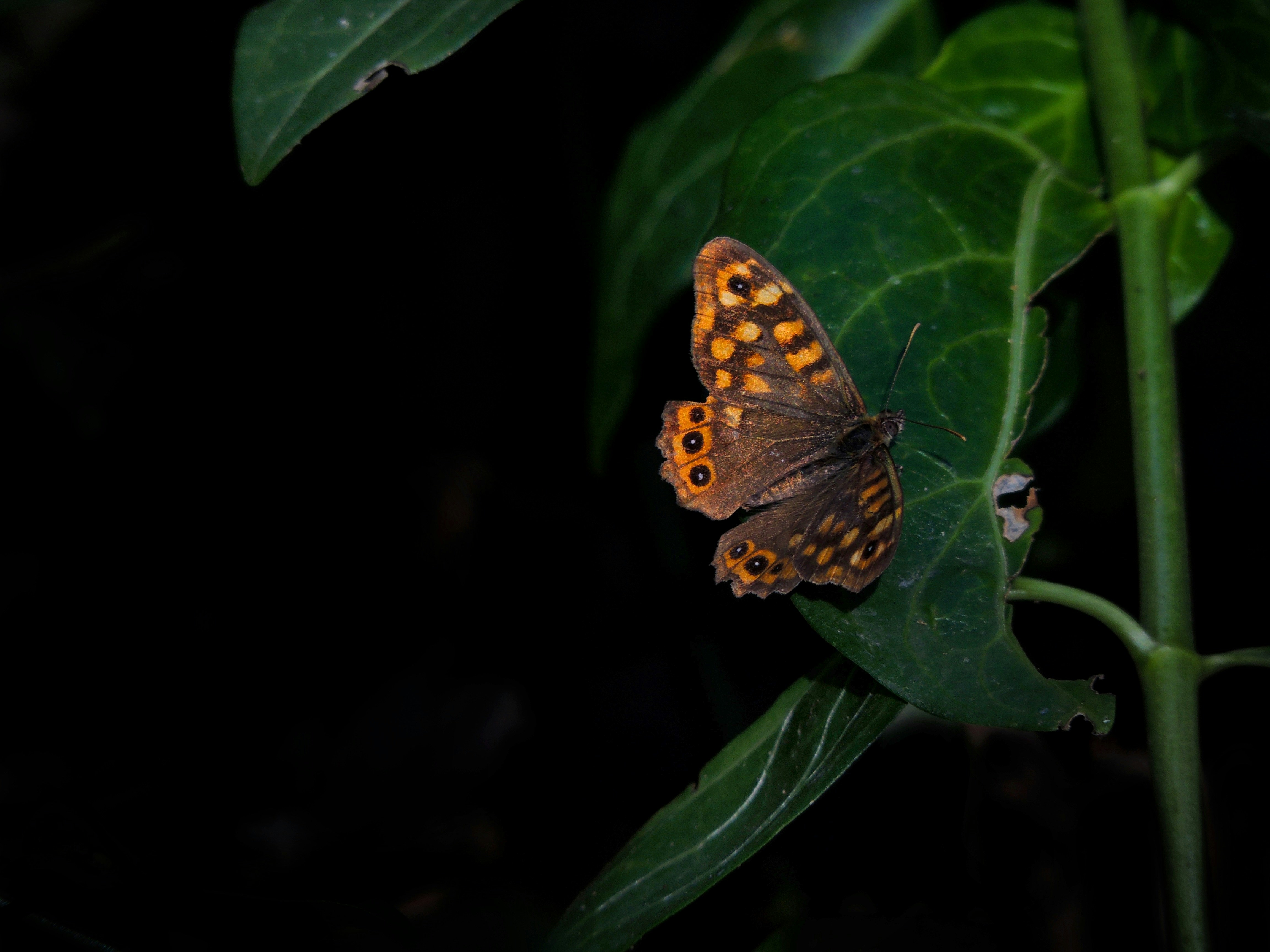Dew-kissed wings: a butterfly anchors a leaf in velvet shadow