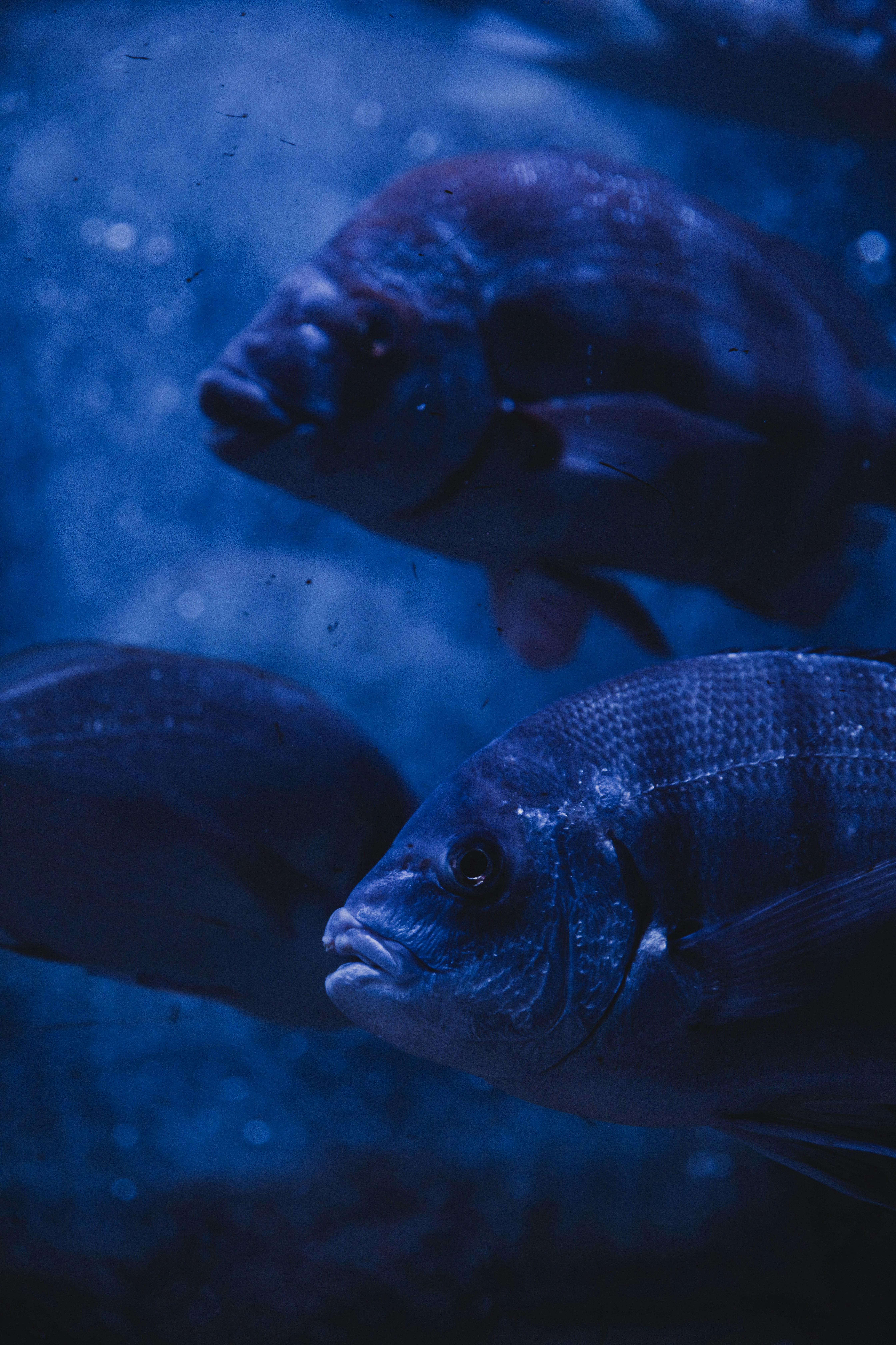 Nocturne in Blue: Close-Up Portrait of a Fish in Quiet Currents