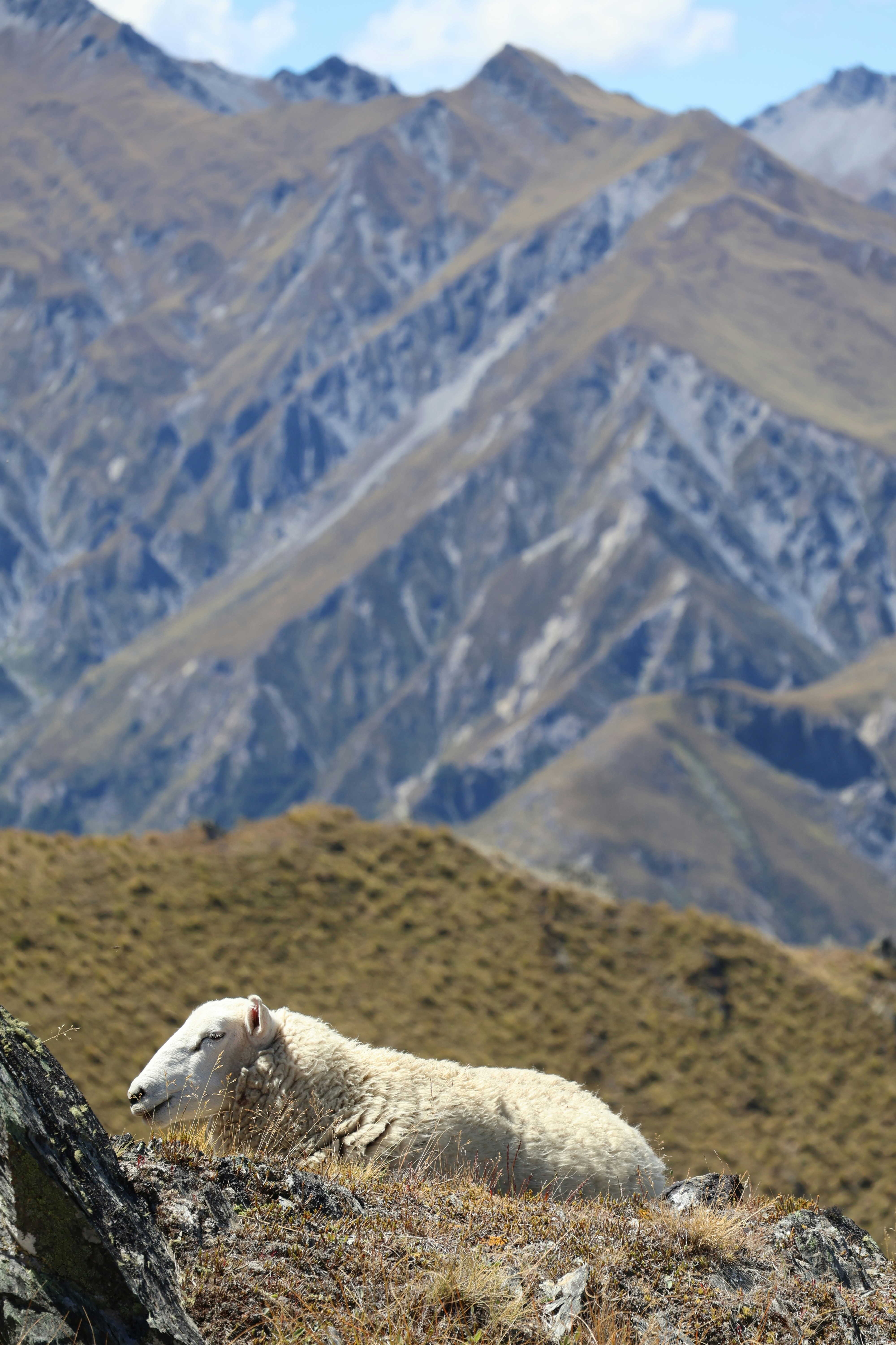 Lone Sheep Beneath the Jagged Alpine Spine