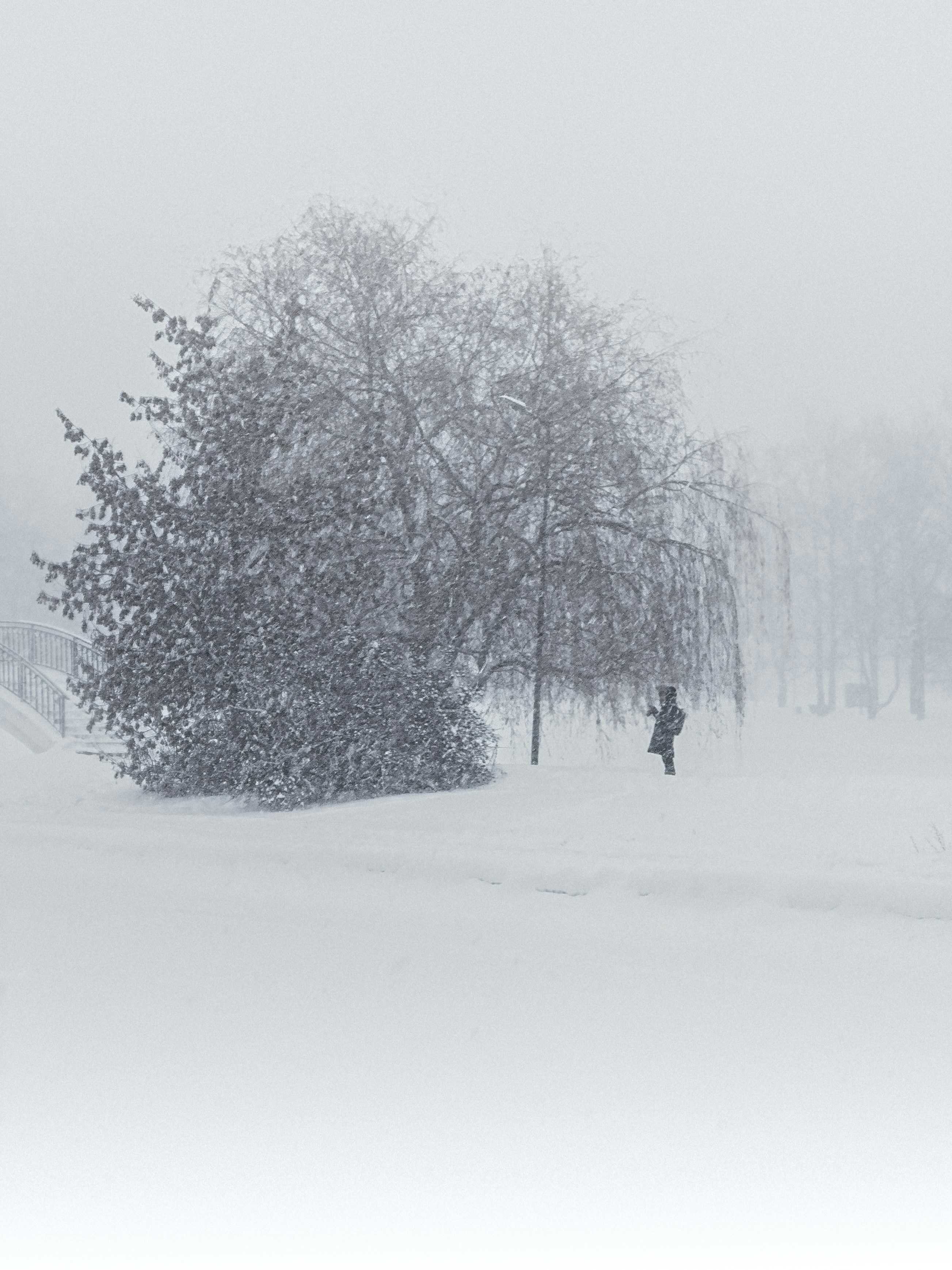A person walking in the snow near a tree photo – Free Winter Image on ...