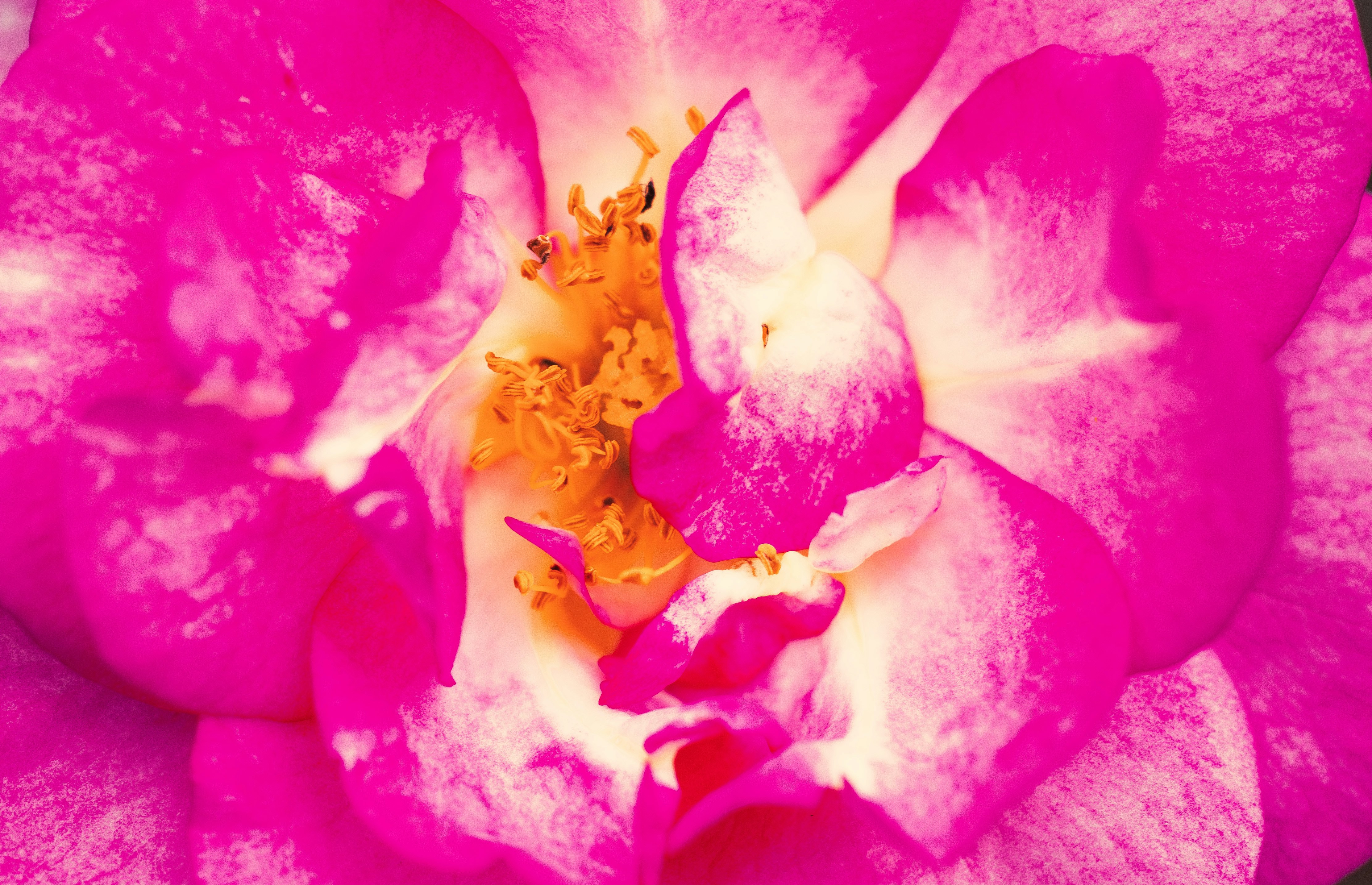 Petals in Neon Glow: Close-Up of a Vibrant Camellia Bloom