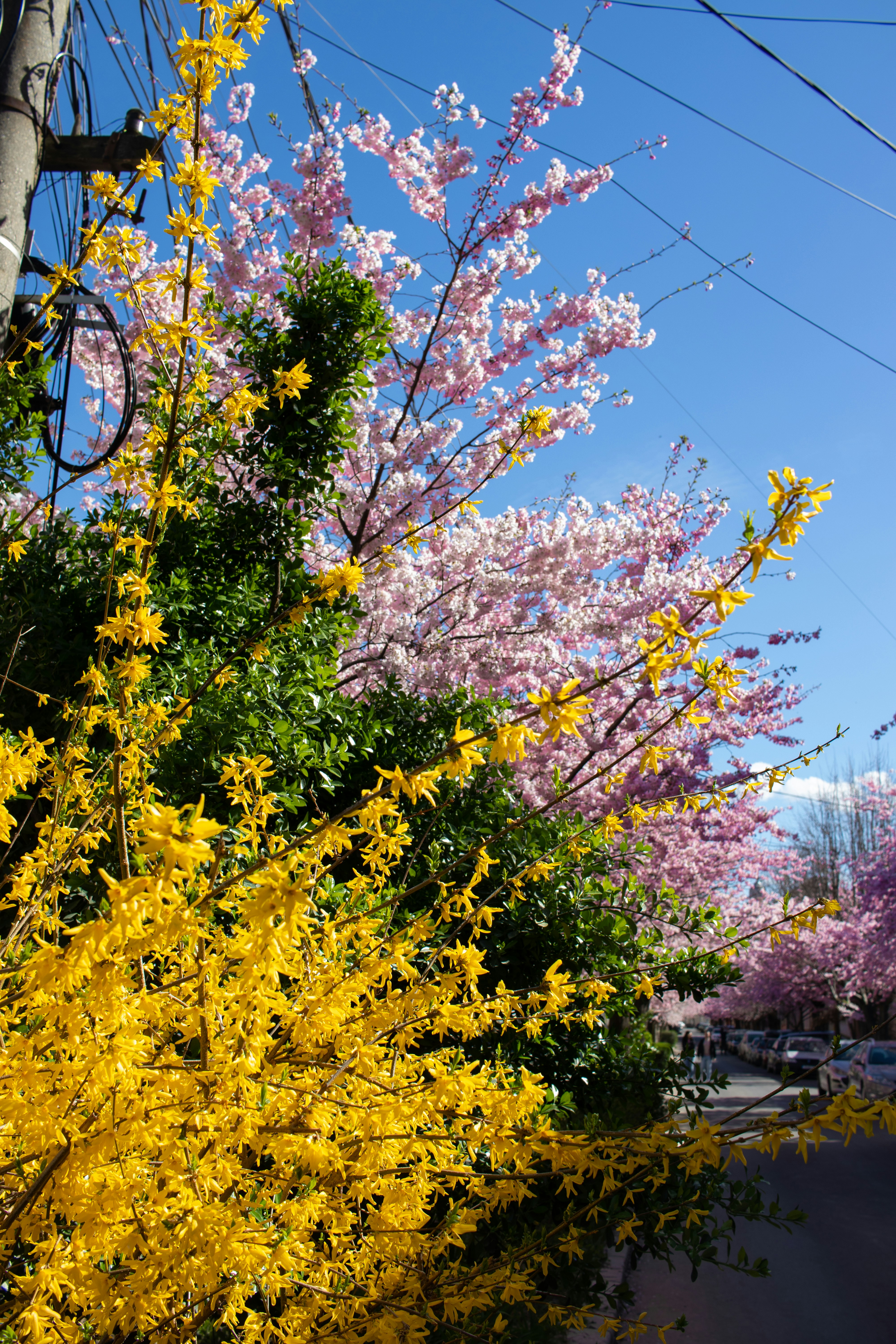 Sunlit Forsythia Arches Framing a Pink Blossom Street