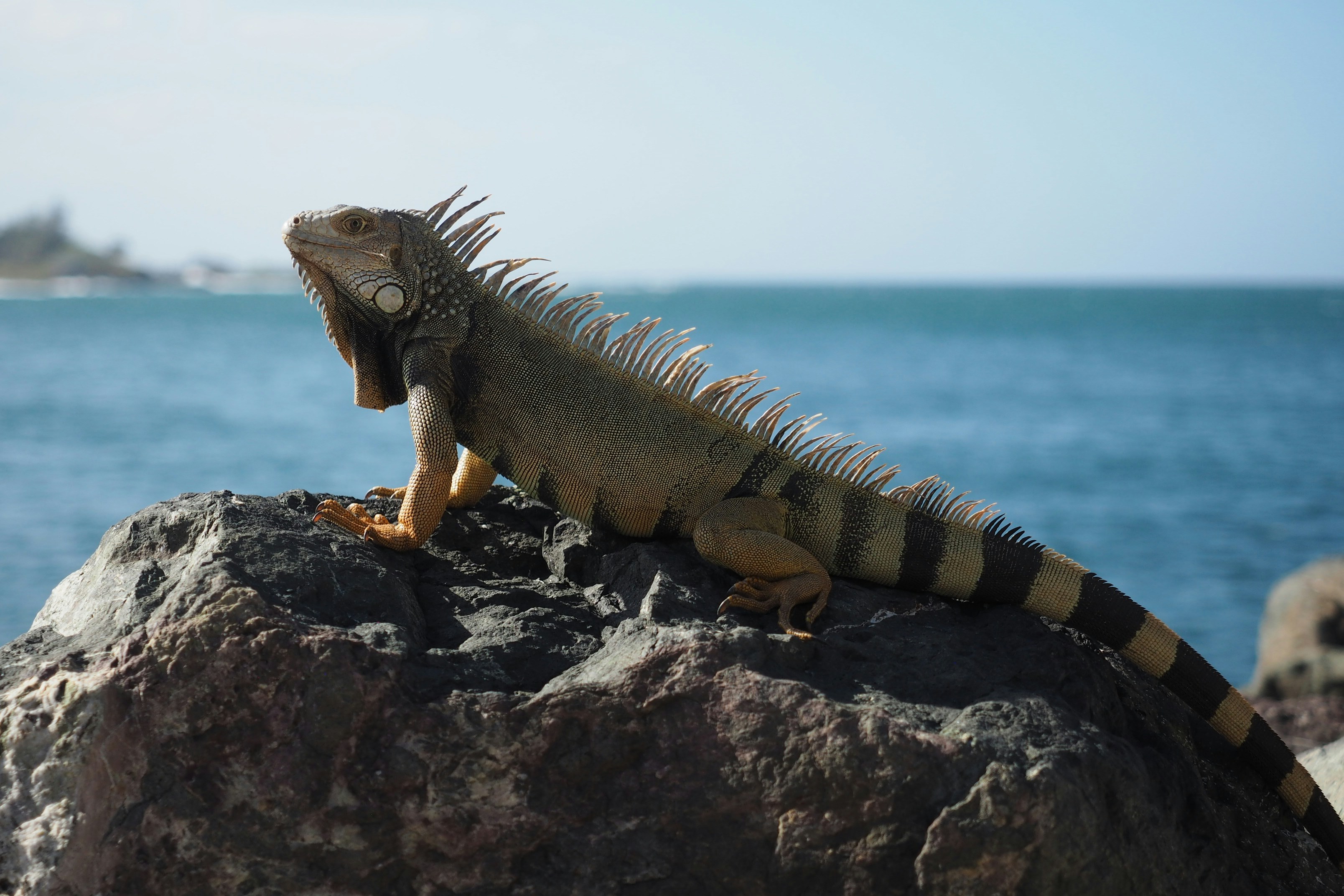 Foto Una iguana sentada en una roca cerca del océano – Imagen Puerto ...