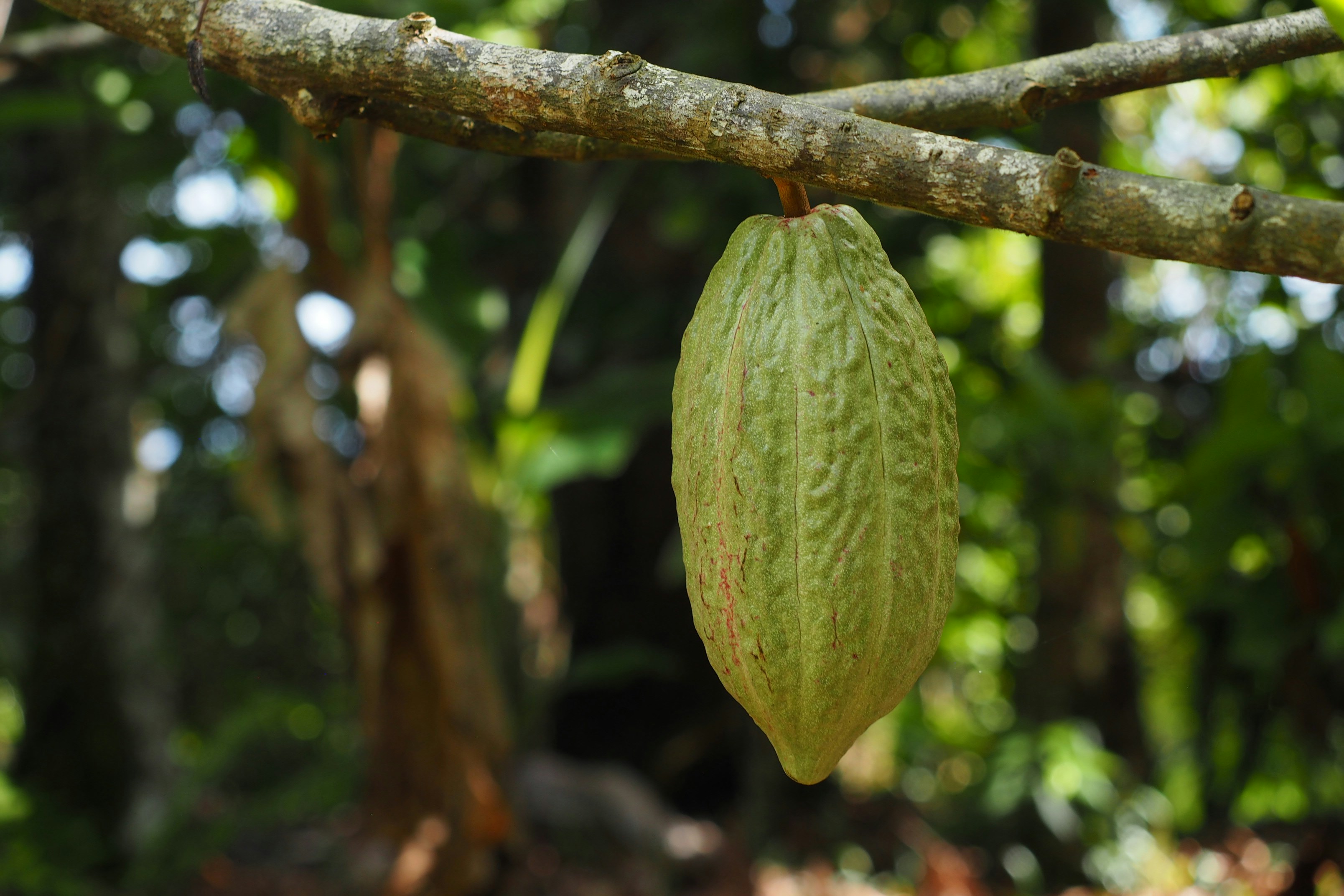 A cocoa pod hanging from a tree branch photo – Free El yunque national ...