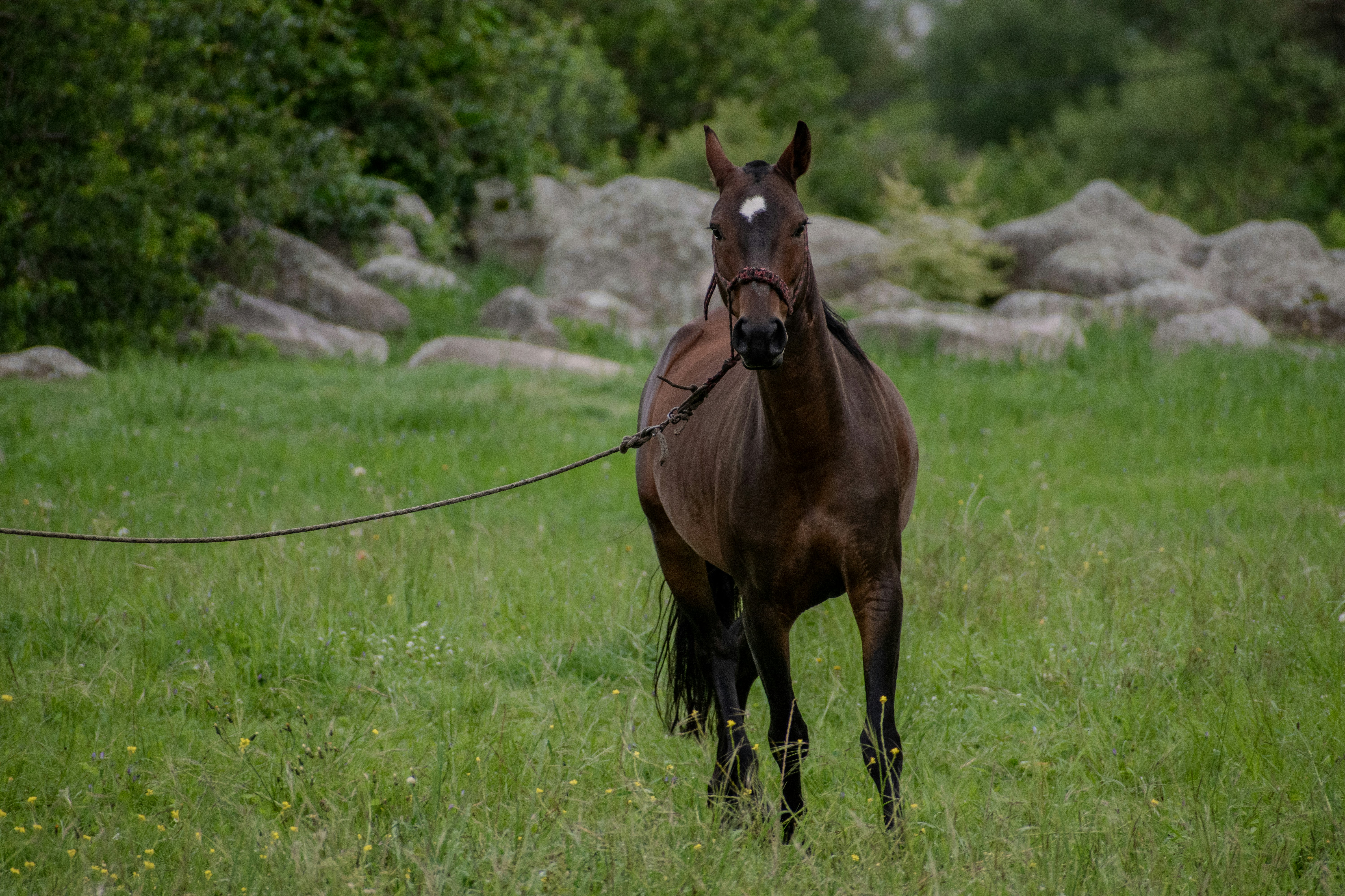 Chestnut in the Green: A Tethered Horse Basks in Meadow Light
