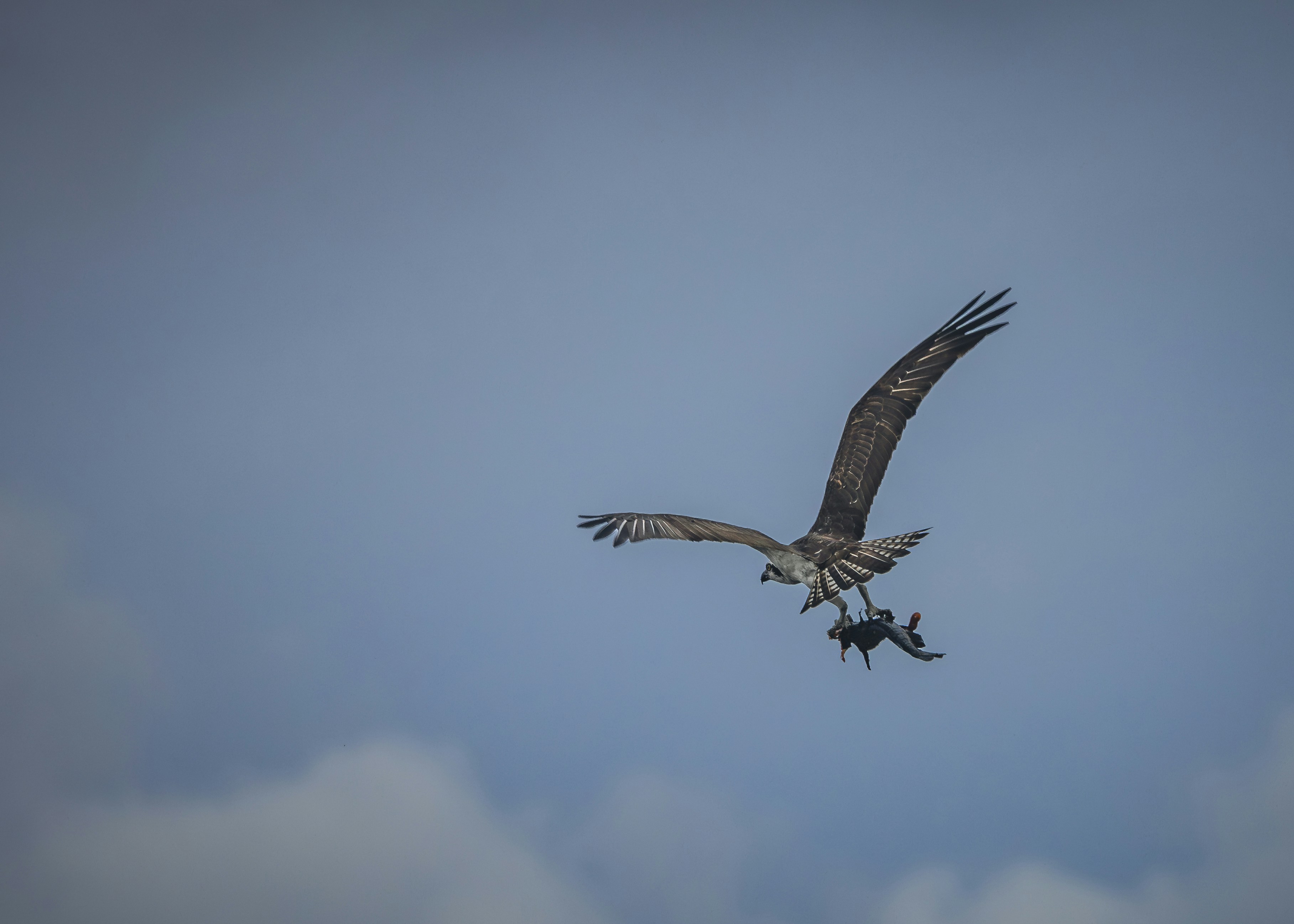 Osprey soaring through the sky with a catch in its talons, showcasing its hunting prowess against a cloudy backdrop.