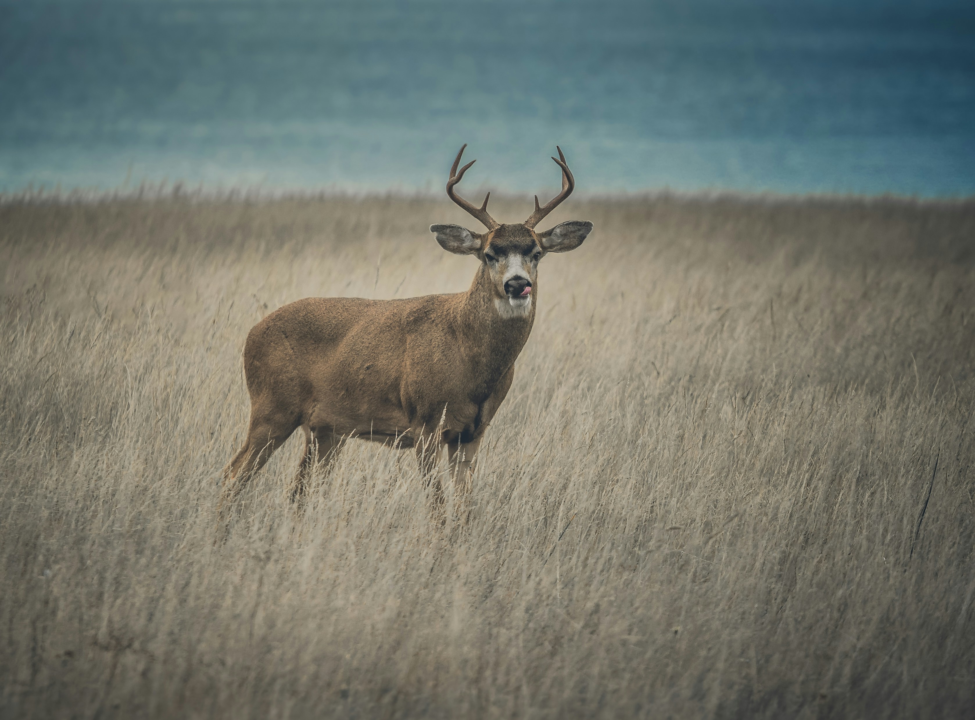 Buck Pictures | Download Free Images on Unsplash