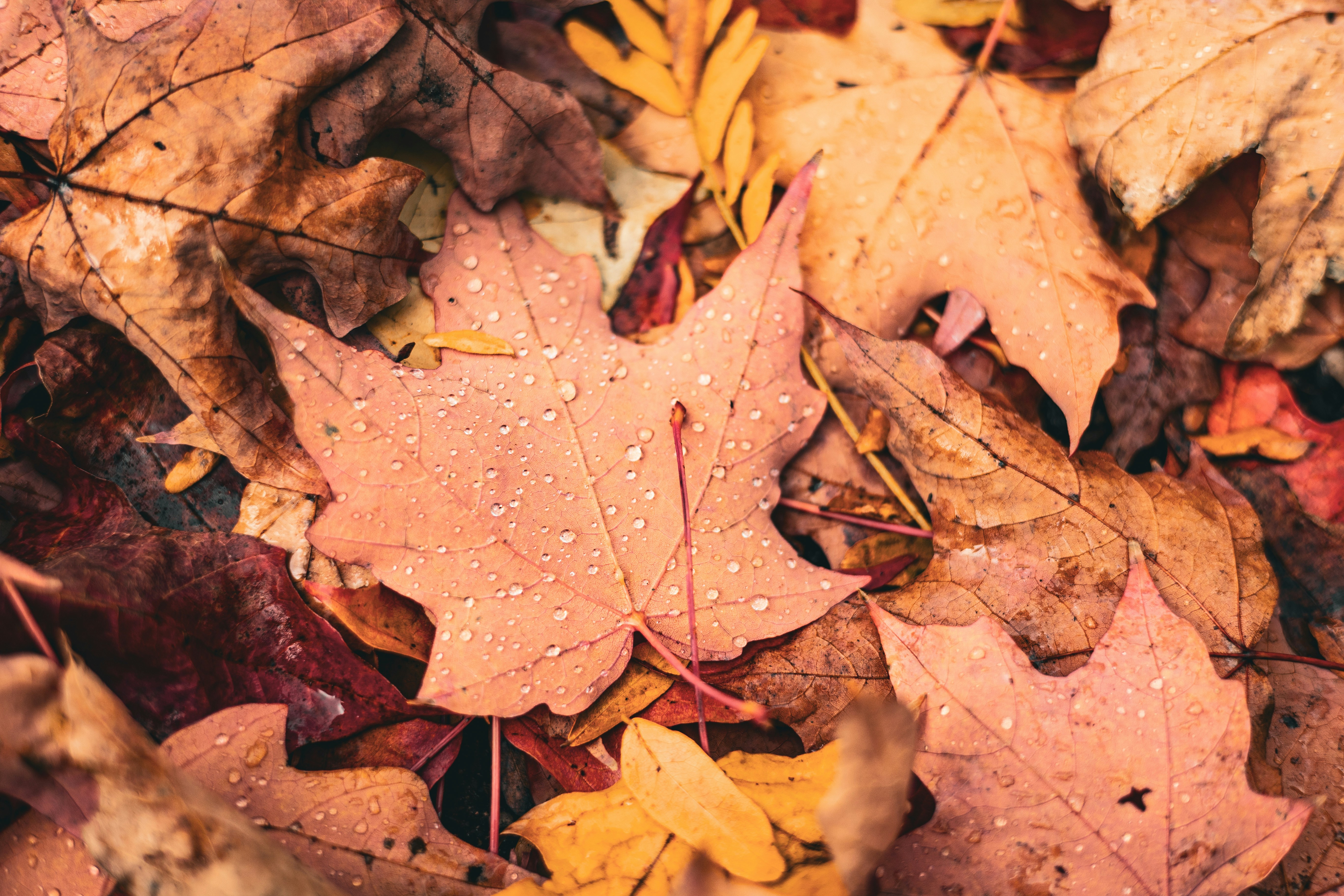 Dew-kissed autumn leaves in varying shades of orange and yellow scattered on the ground.
