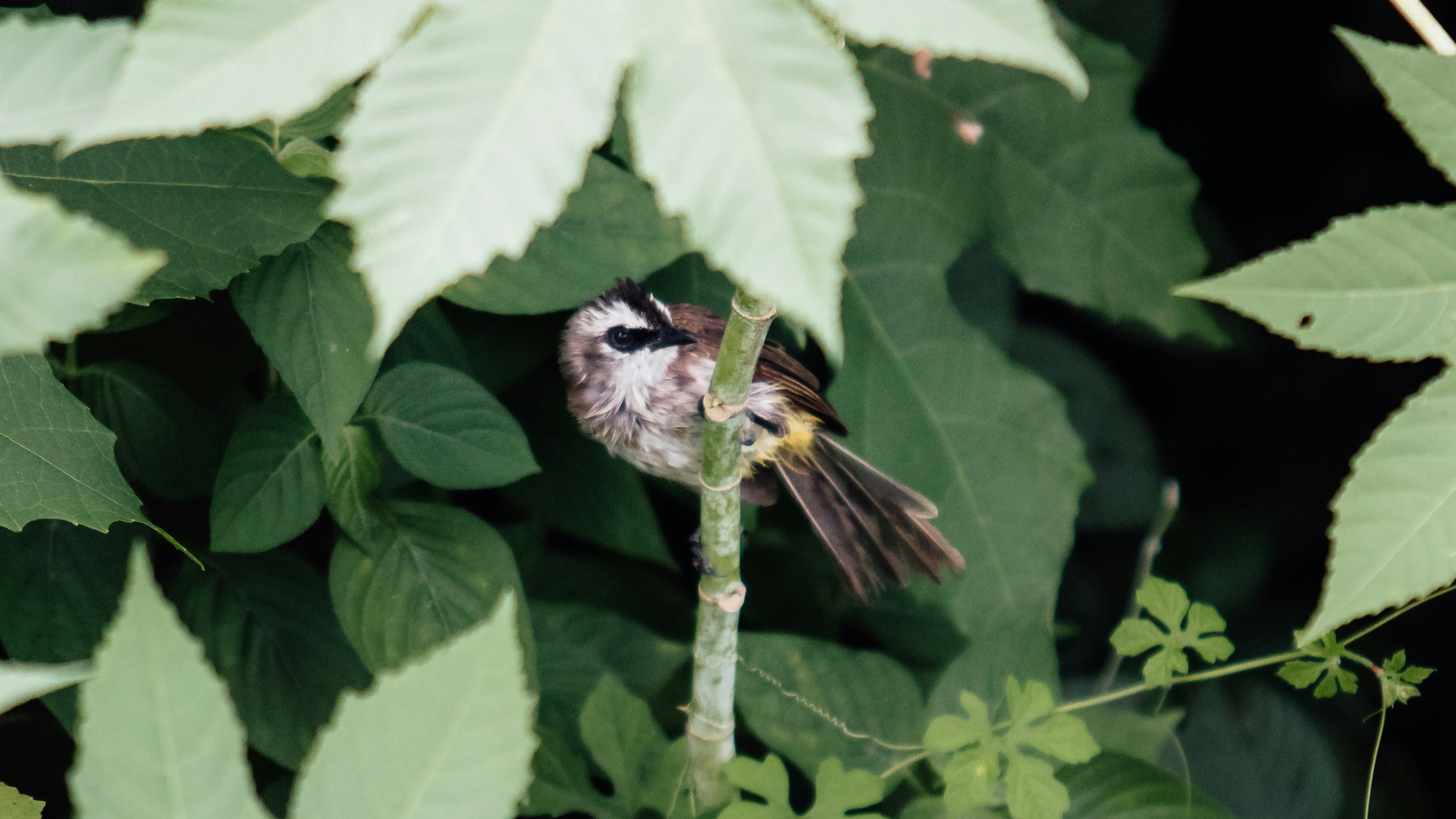 Twigbound in a Green Veil: a tiny bird amid leafy hush