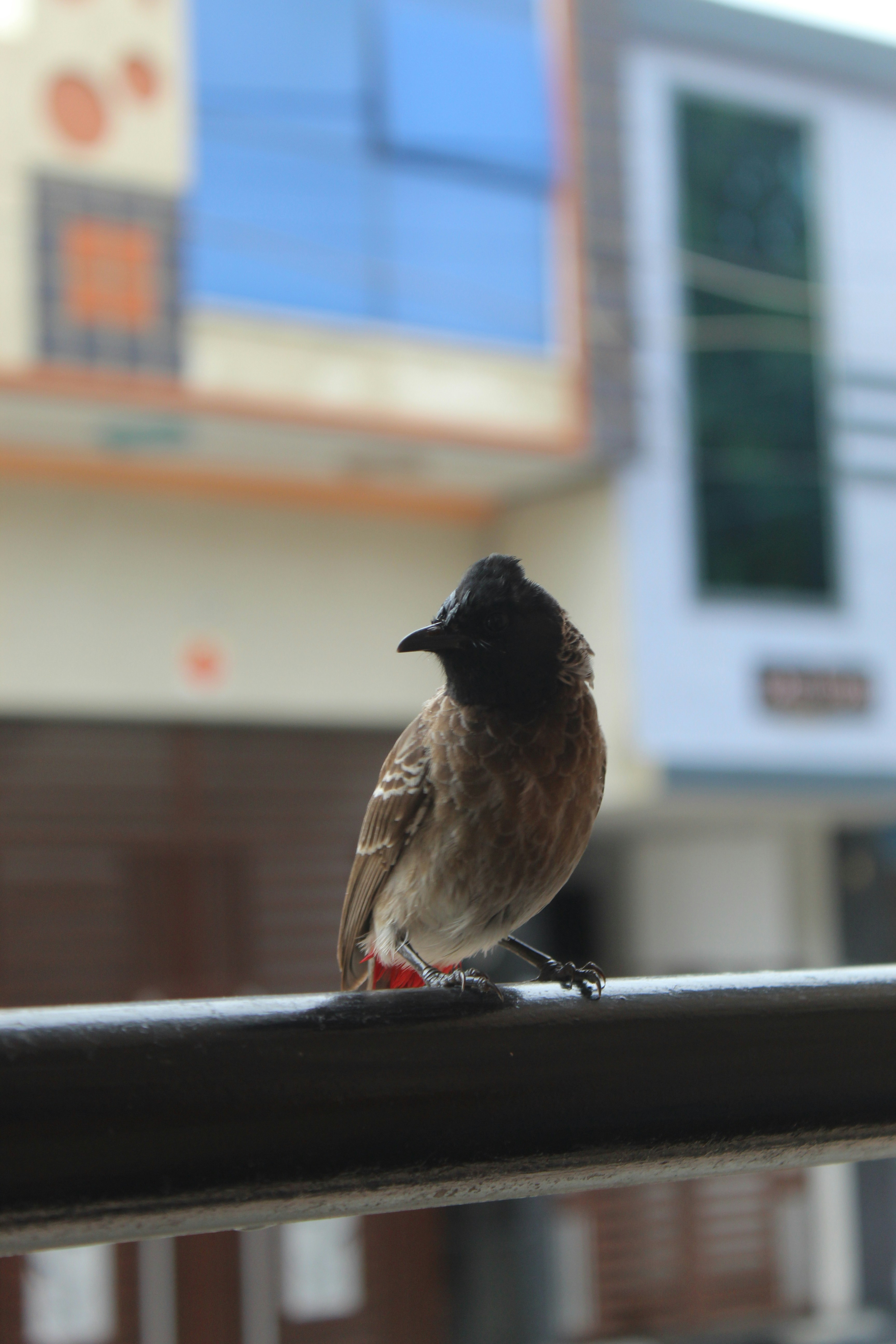 City Rail Sentinel: A Tiny Bird Halts on a Glossy Urban Rail