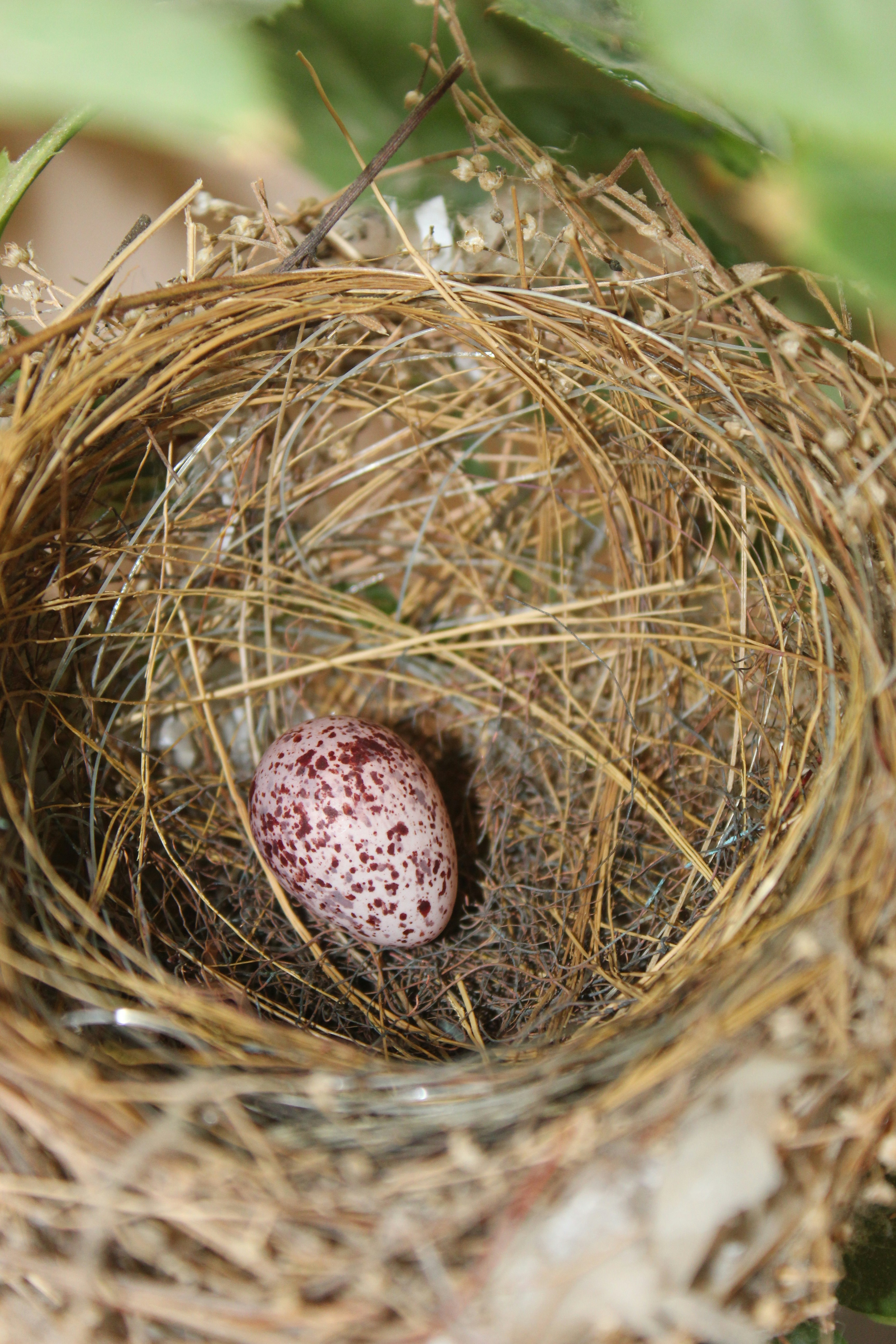 Close-up photograph of a speckled egg cradled in a tangled nest of dried grasses. The composition emphasizes texture and natural tones.