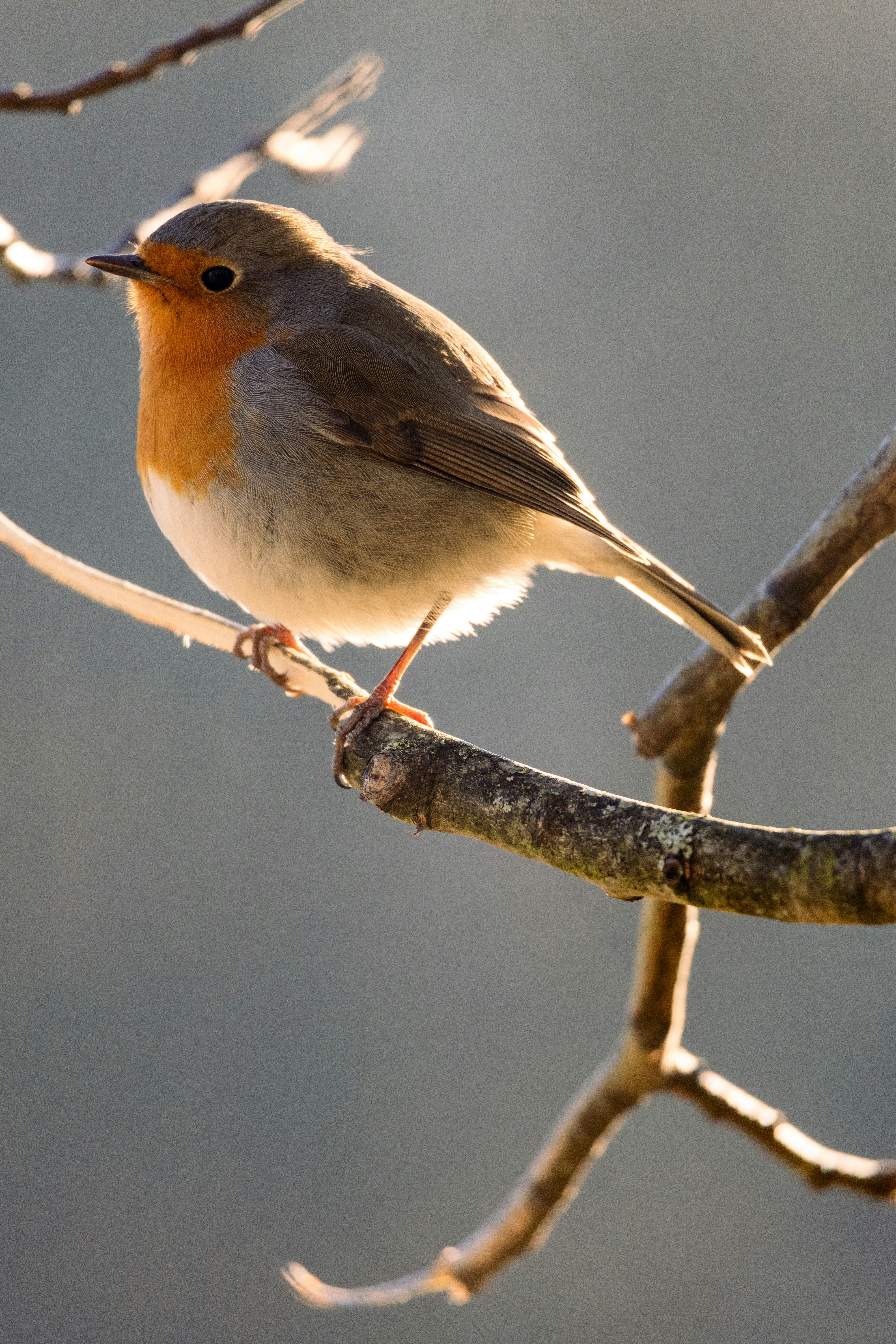 A small bird perched on top of a tree branch photo – Free Animal Image ...