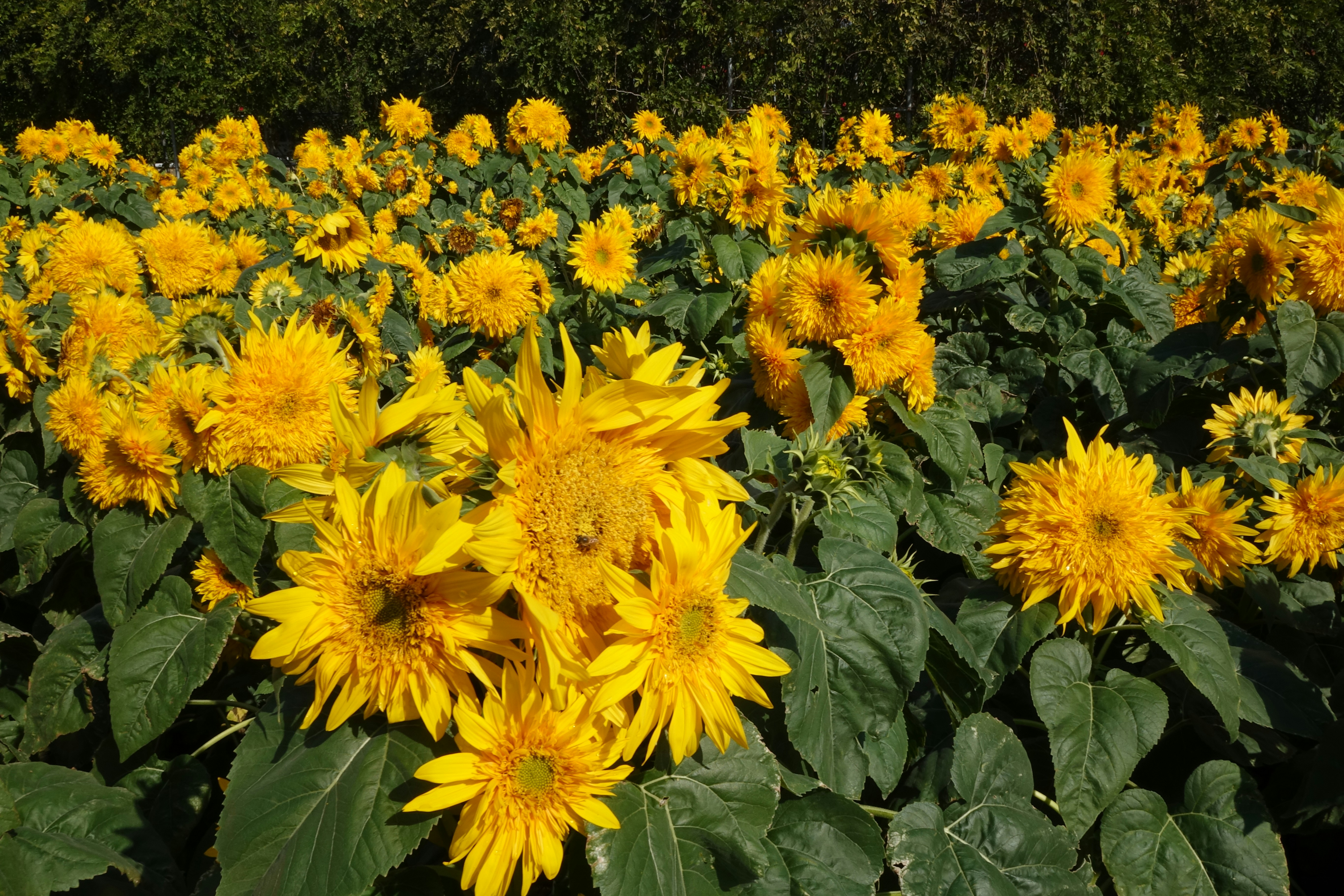 Sunlit Sunflowers: A Sea of Golden Faces