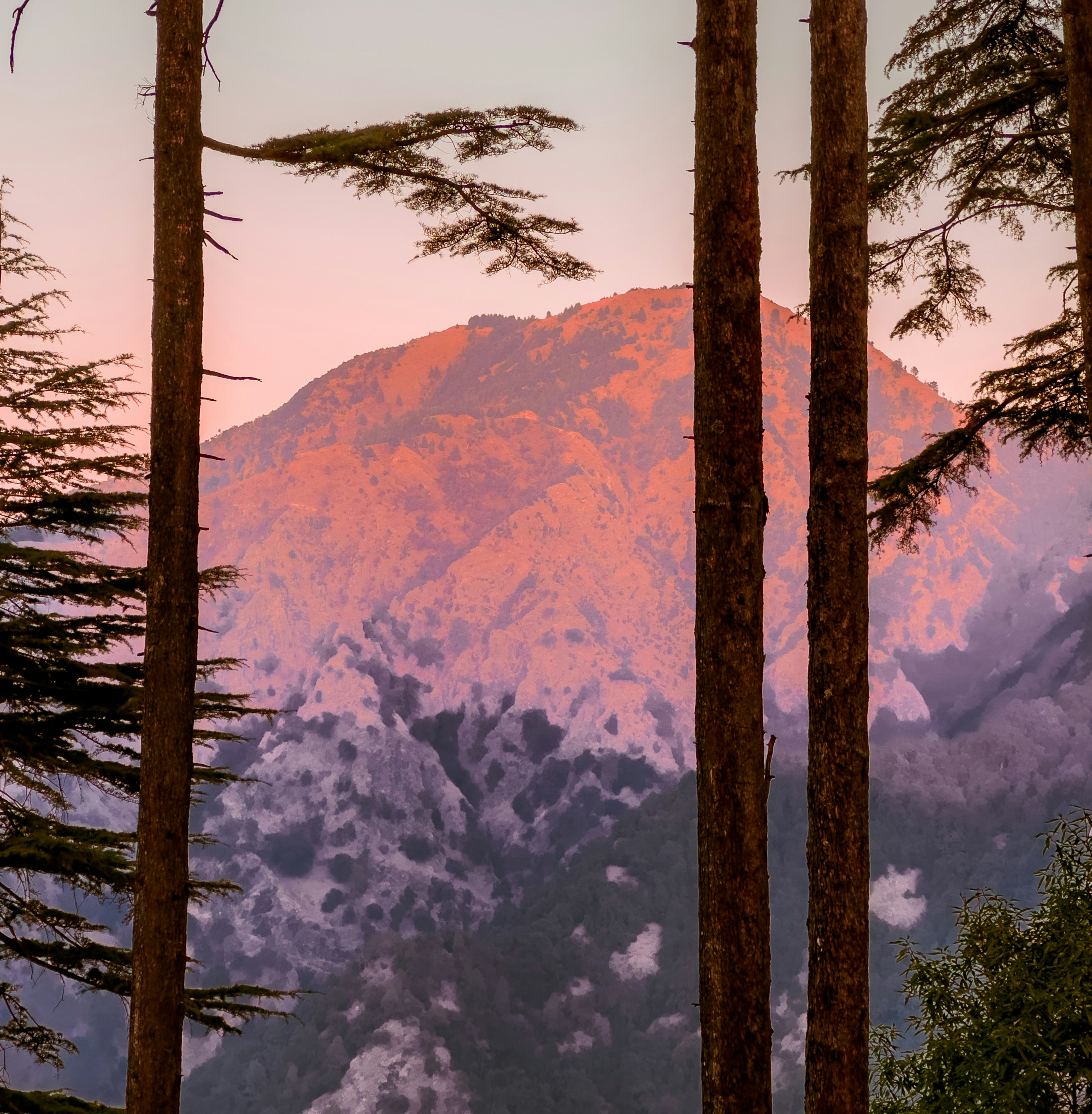 Pastel Peak Framed by Slender Pines at Dusk