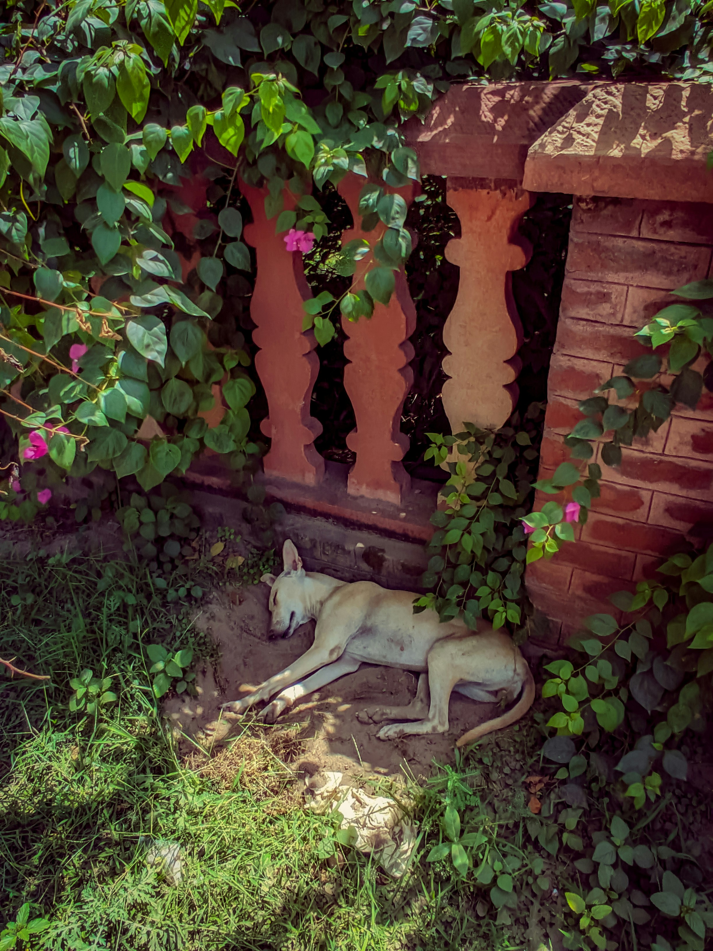 Sunlit Canine Rest Under Ivy-Cloaked Brickwork