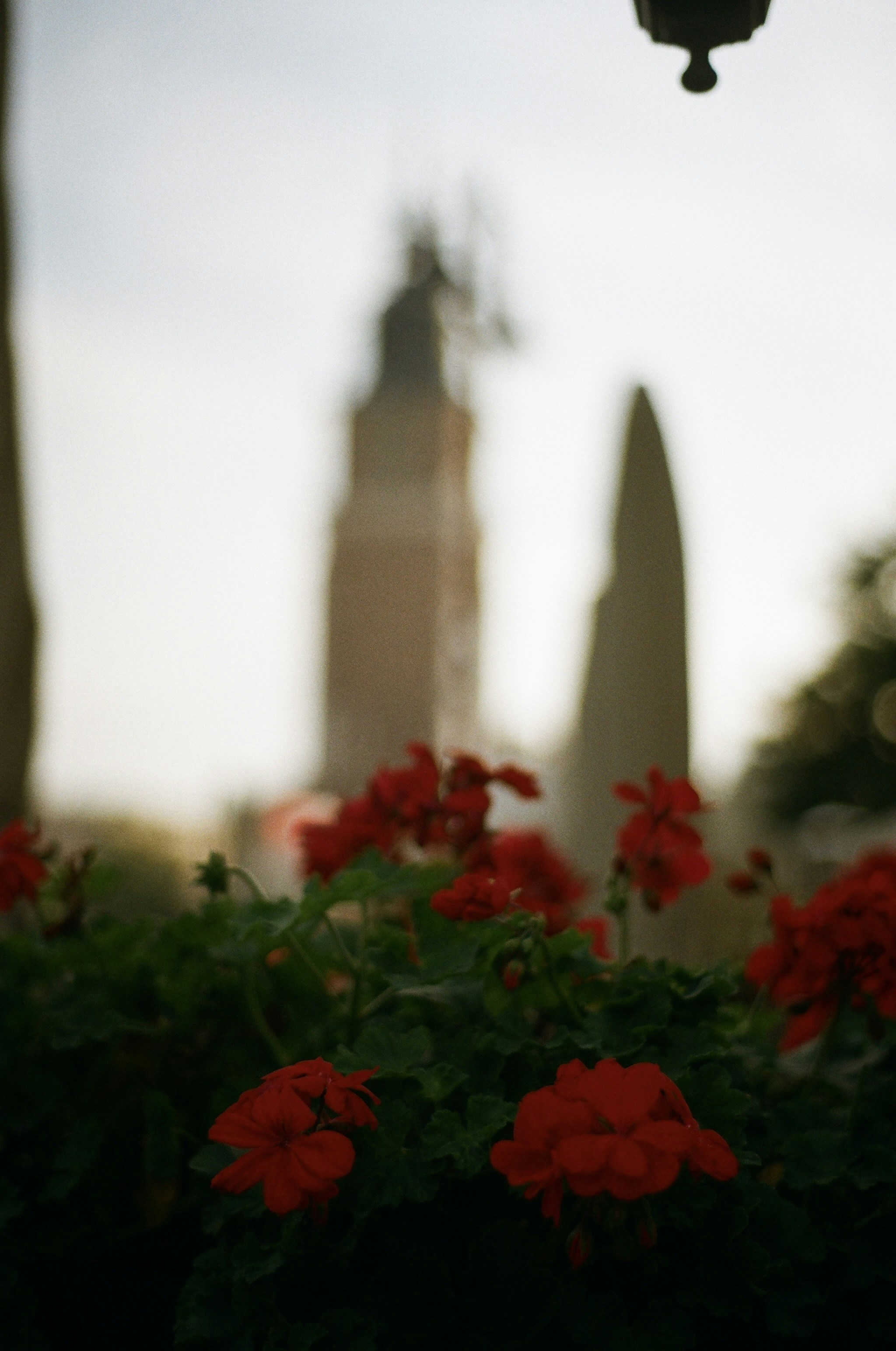 Crimson Geraniums Framing a Soft-Focus Cityscape