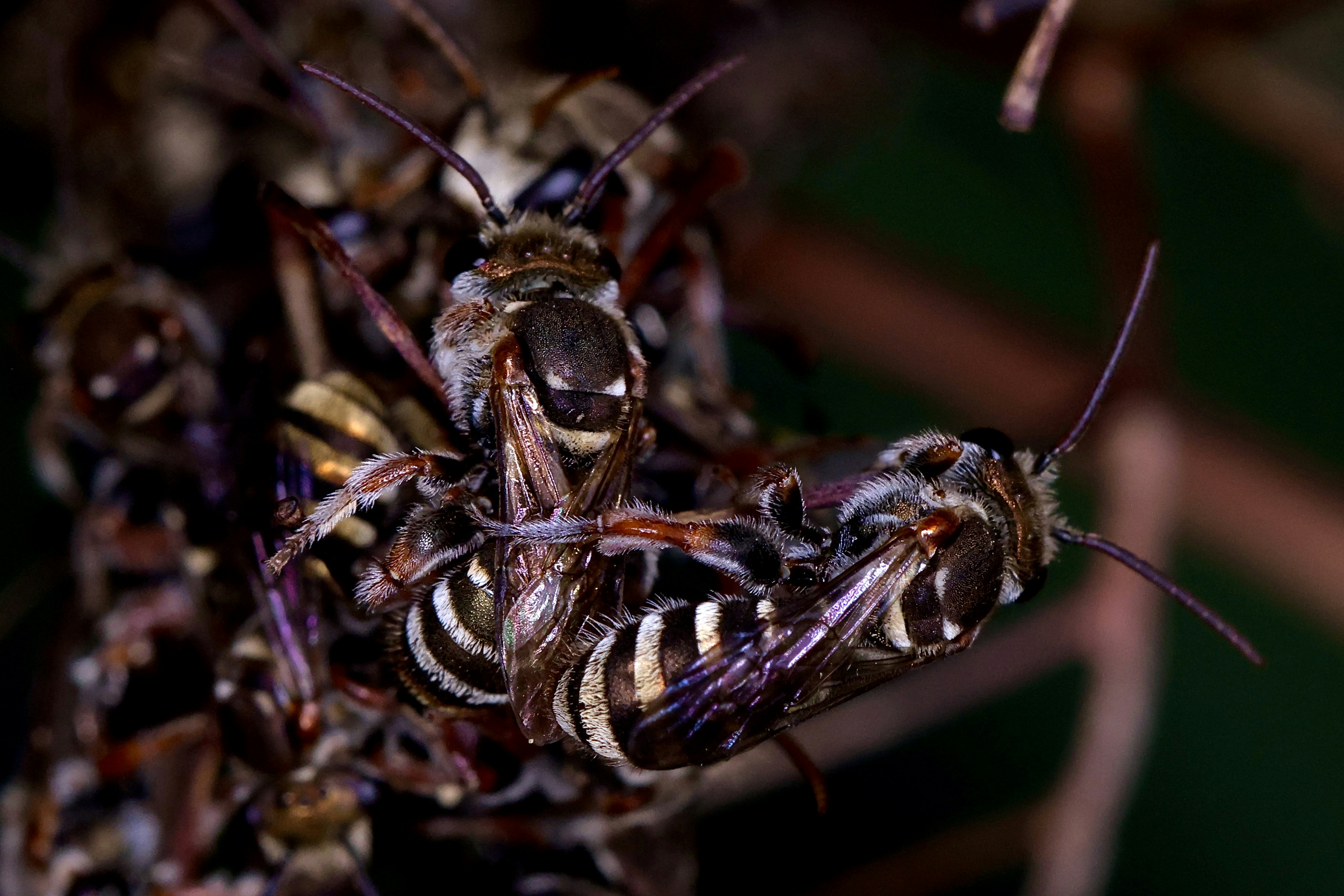 Tangled Hornet Duo on a Seed Head: A Macro Portrait