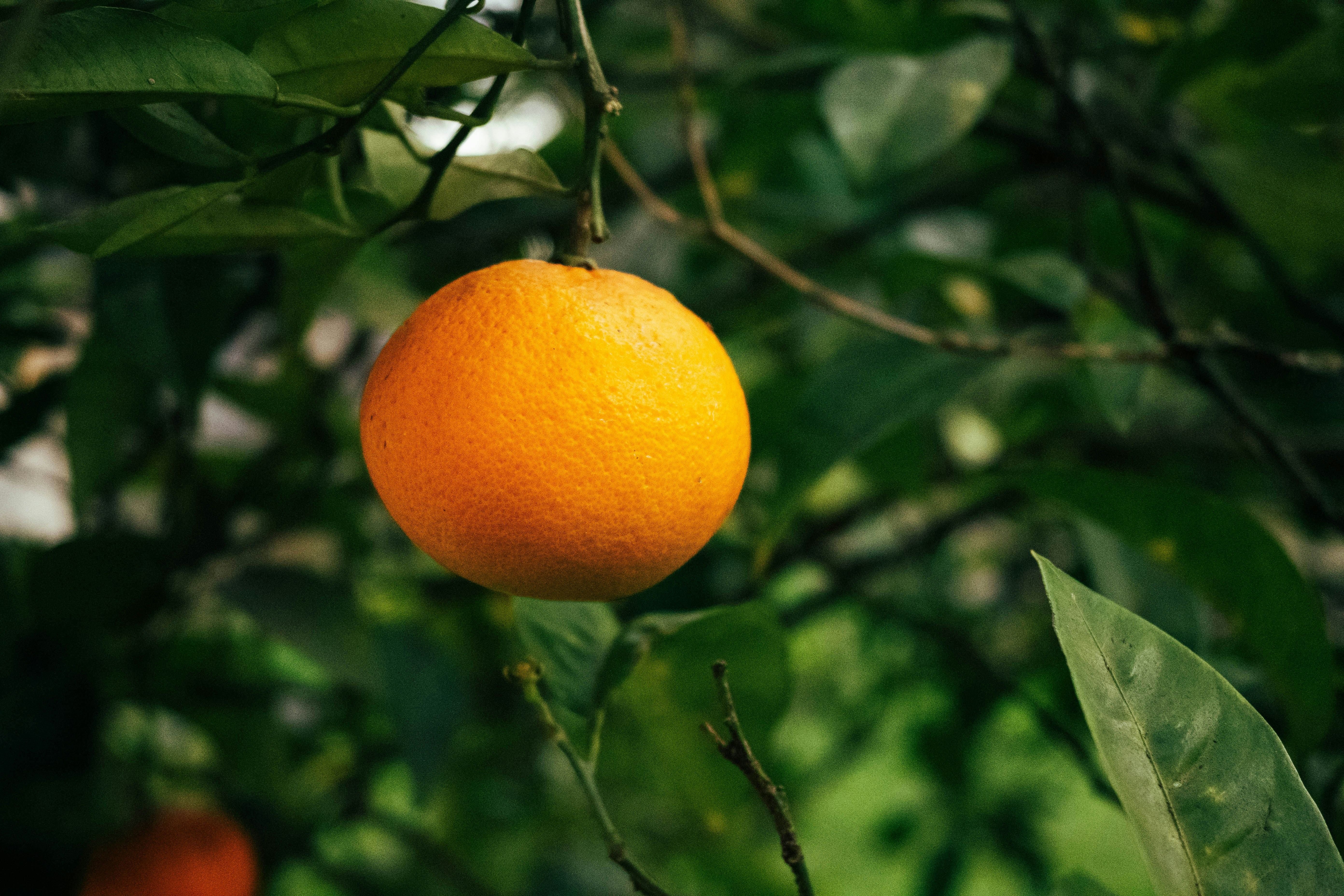 An orange hanging from a tree with leaves photo – Free ...