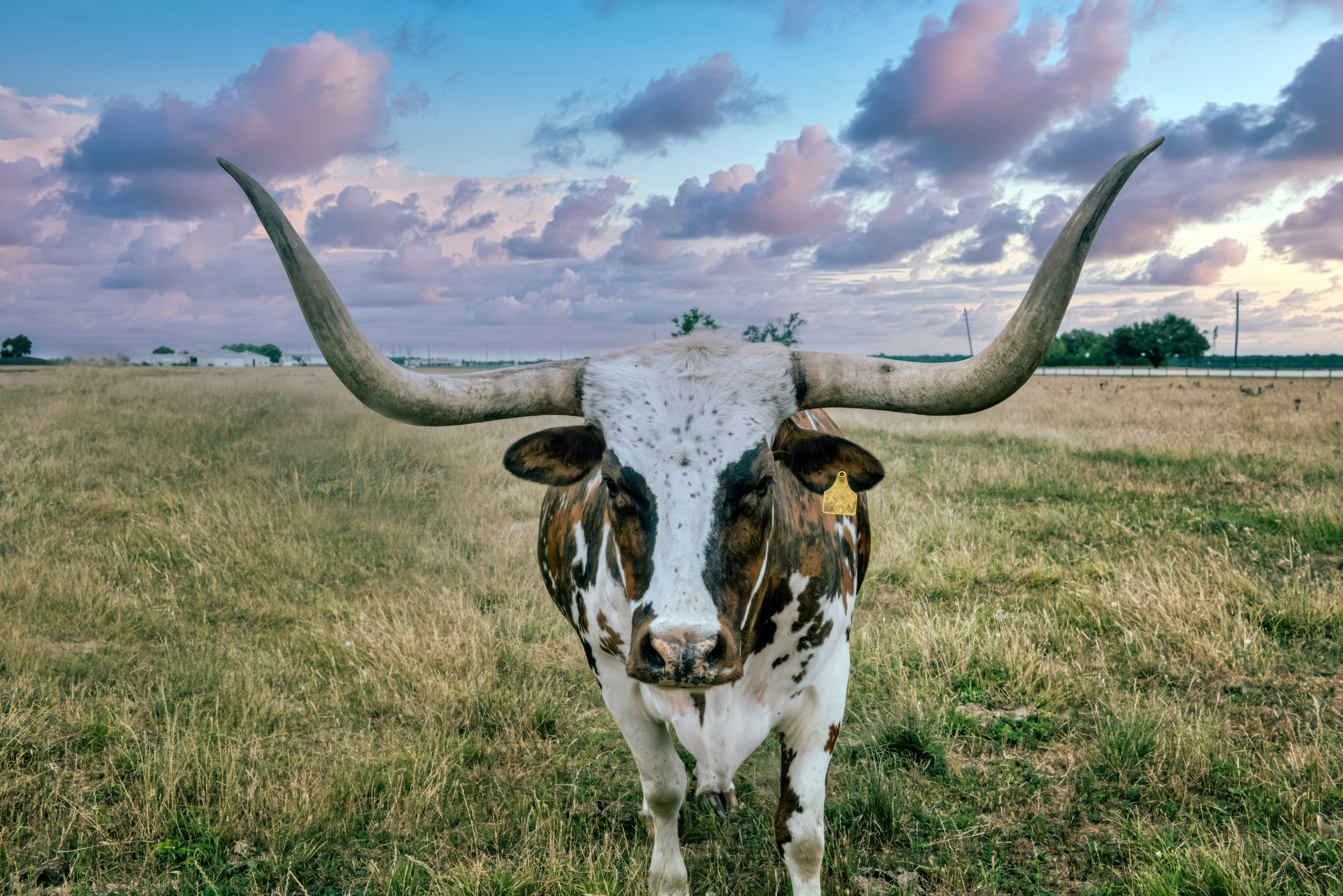Longhorn cattle on the George Ranch Historical Park, a 20,000- acre ...