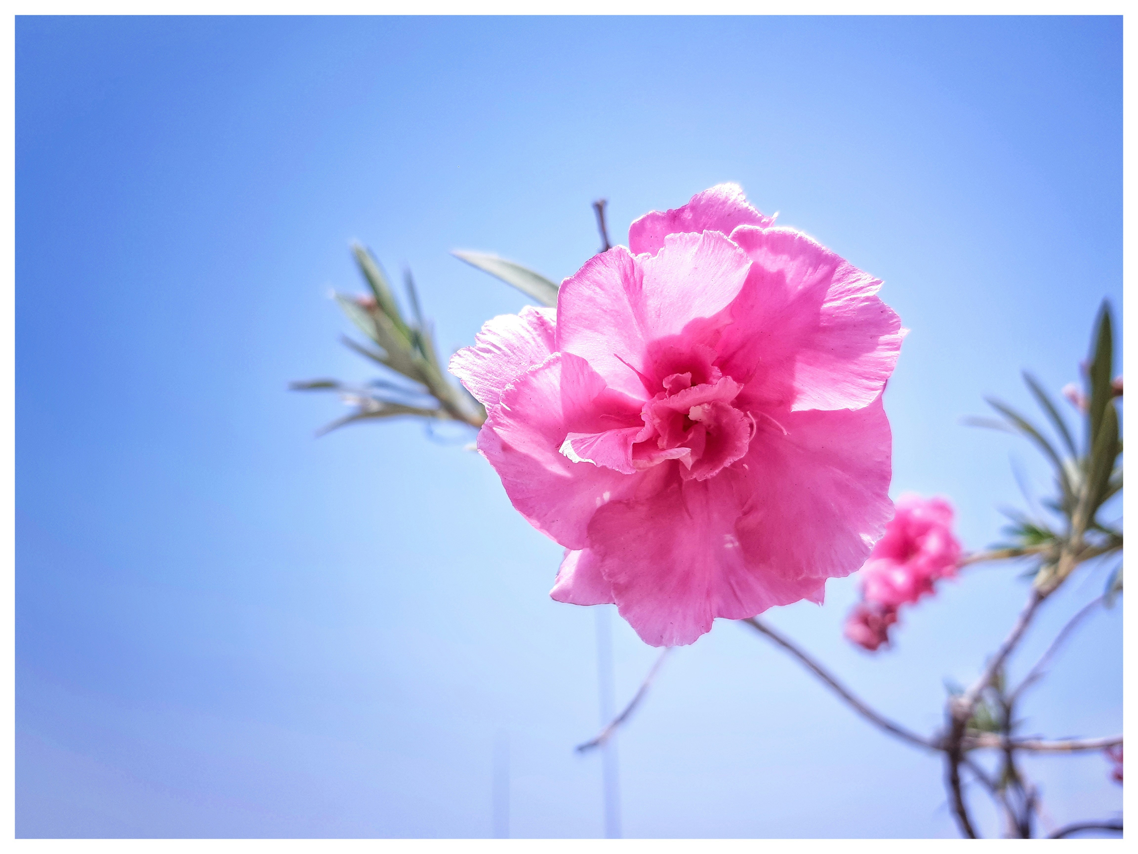 Bright pink flower in sharp focus against a blue sky, foreground subject with soft background; a nature close-up scene featuring a single bloom.