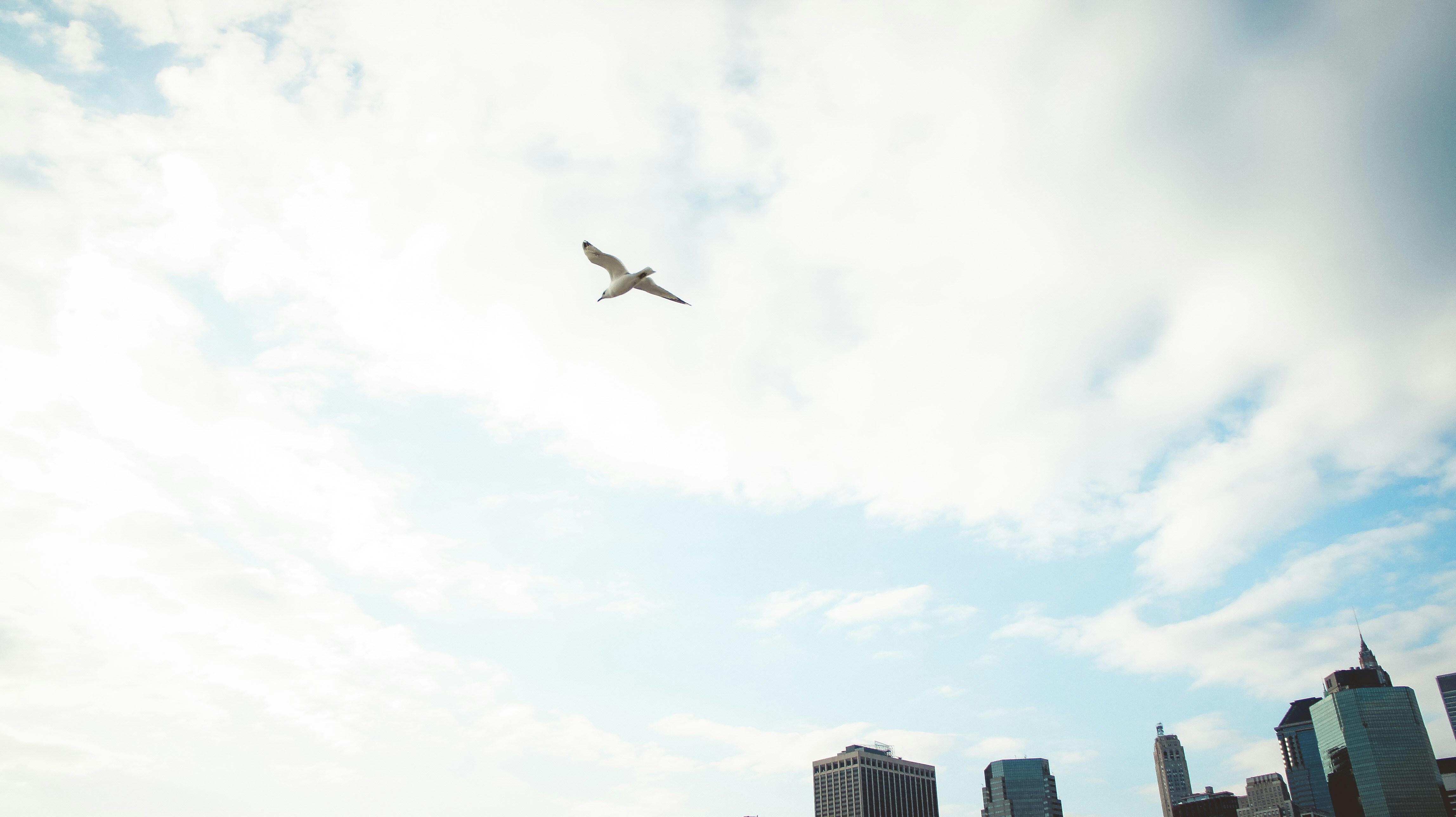 Midday Glide: A lone seagull over a rising metropolis