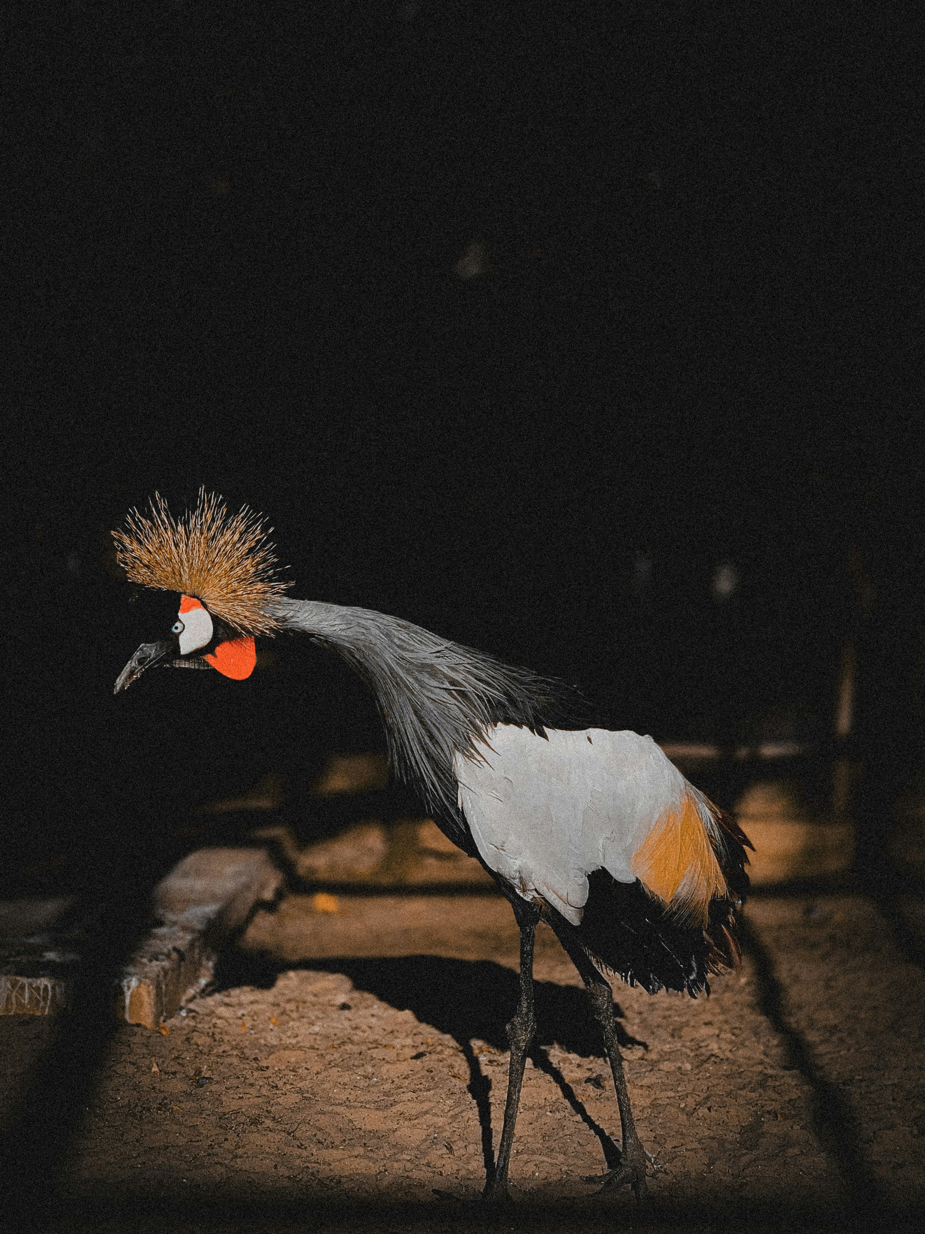 Crowned crane elegantly walking in a dimly lit environment, showcasing its vibrant plumage and distinctive crown. The contrast between light and shadow enhances its regal appearance.