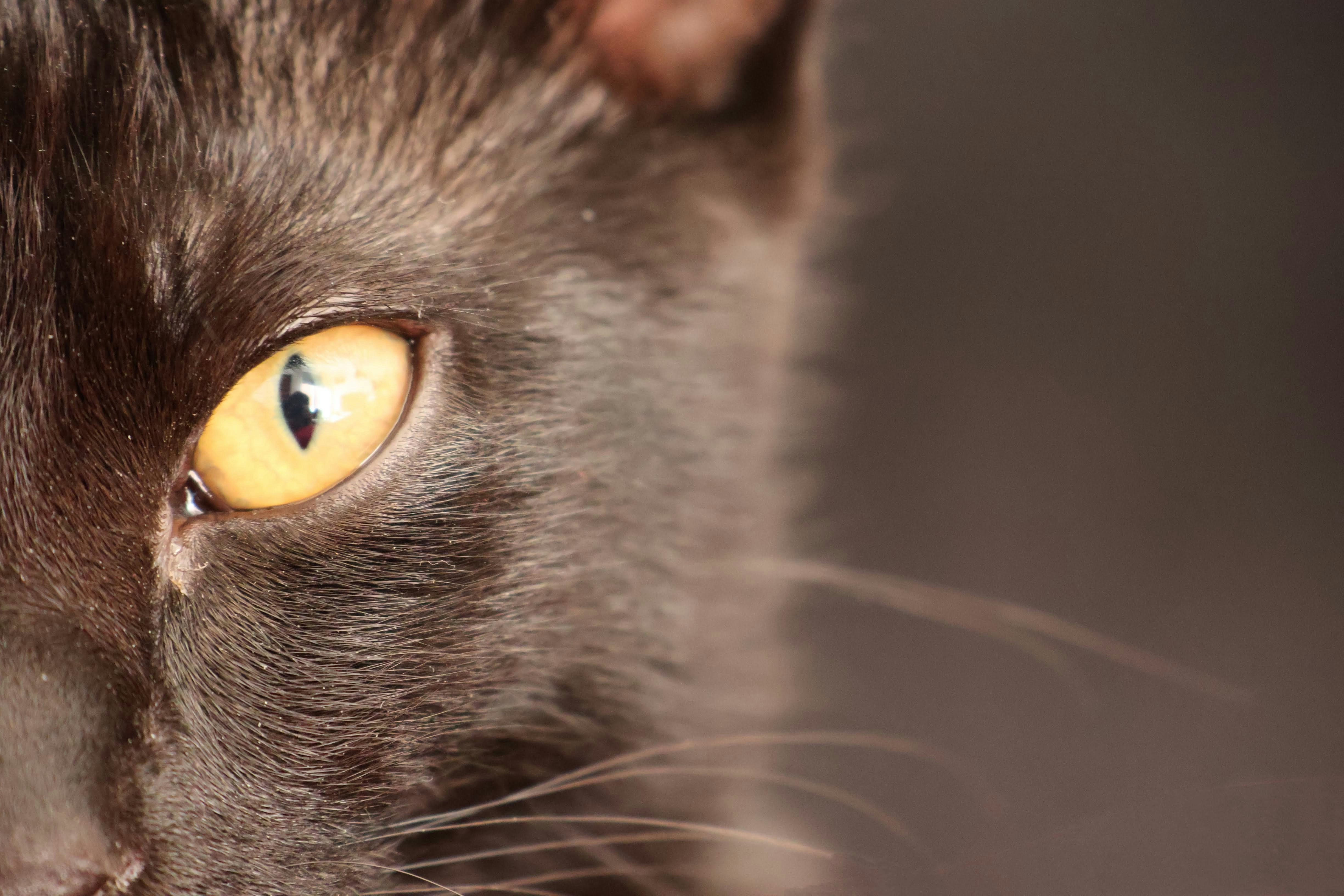 Amber Gaze at the Edge: A Precision Close-Up of a Black Cat's Eye