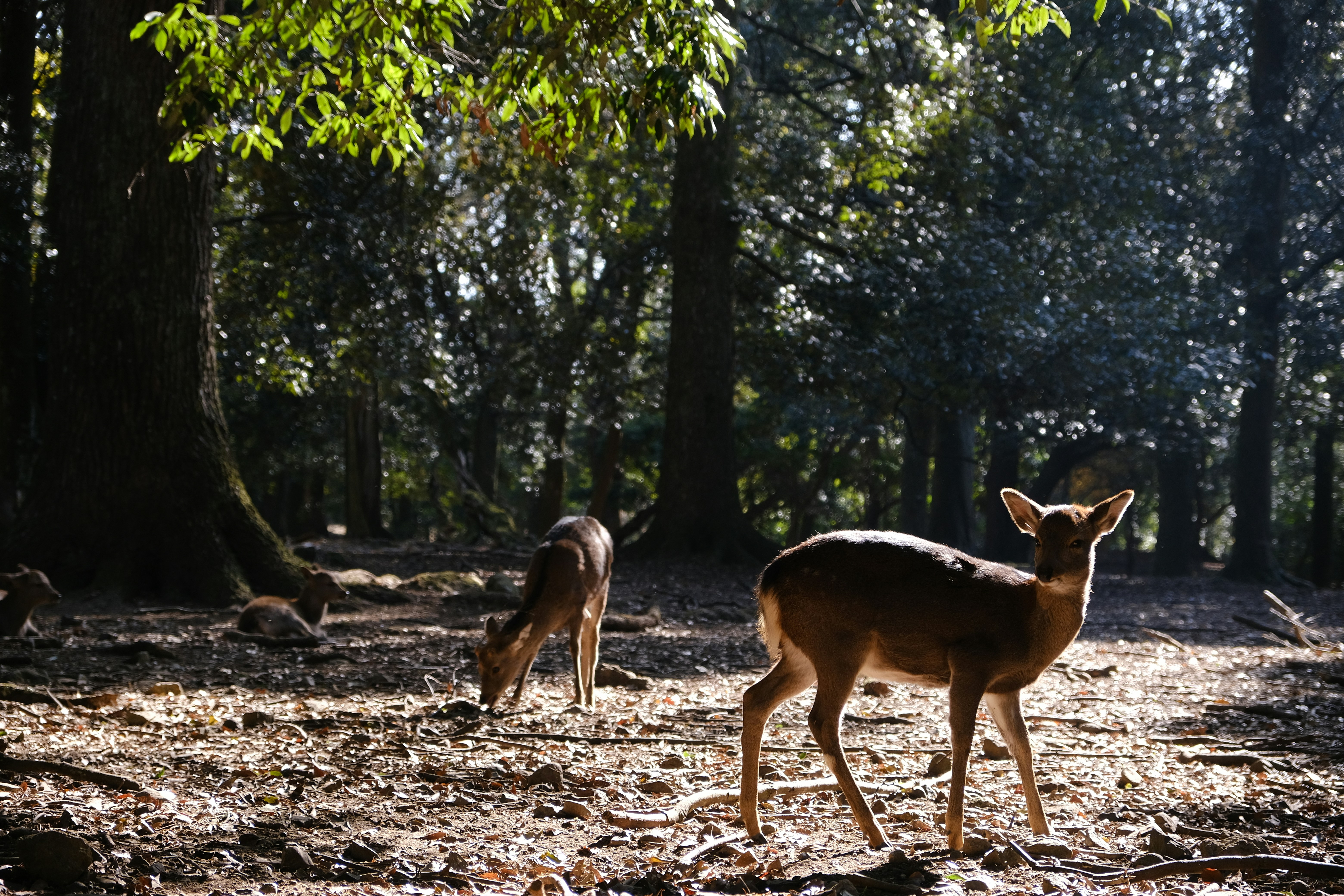 A couple of deer standing on top of a forest floor photo – Free Deer ...