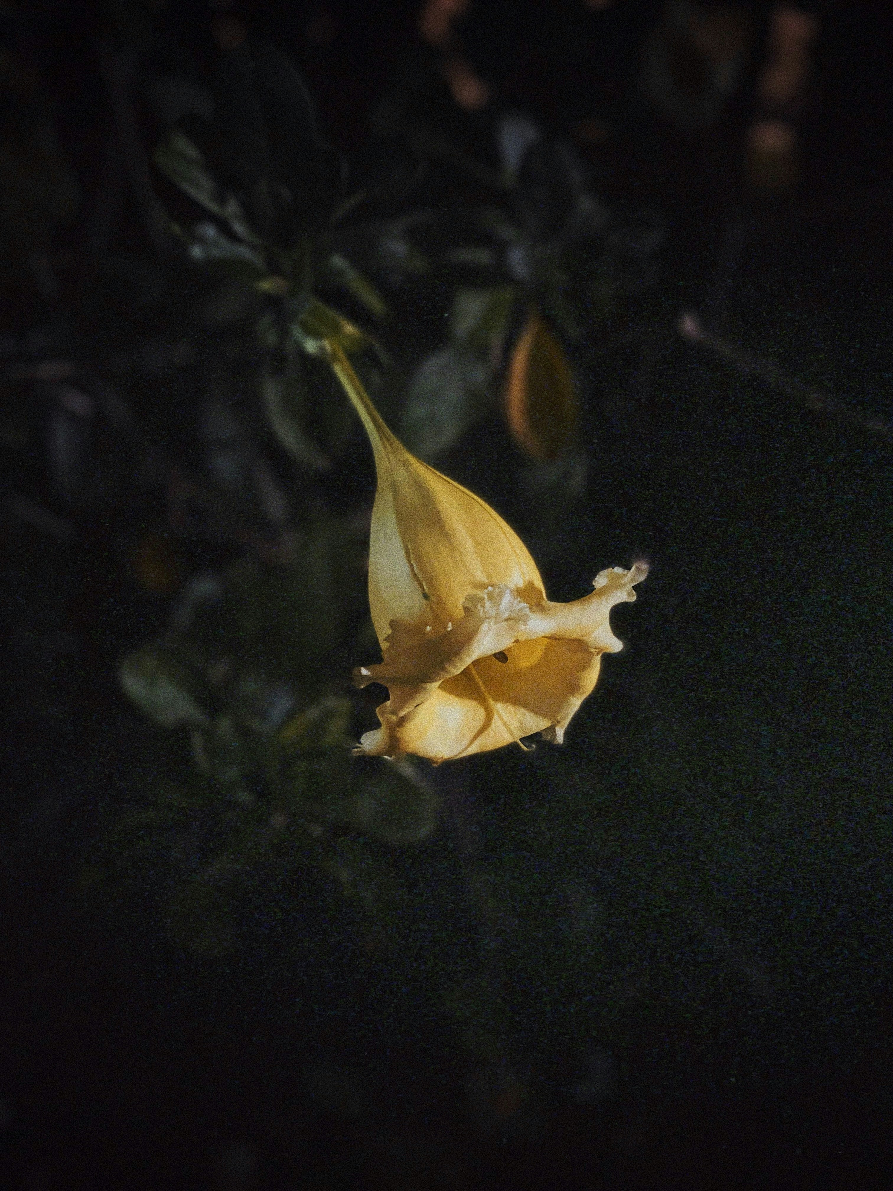 Solitary Yellow Bloom Glowing in Night's Quiet Margin