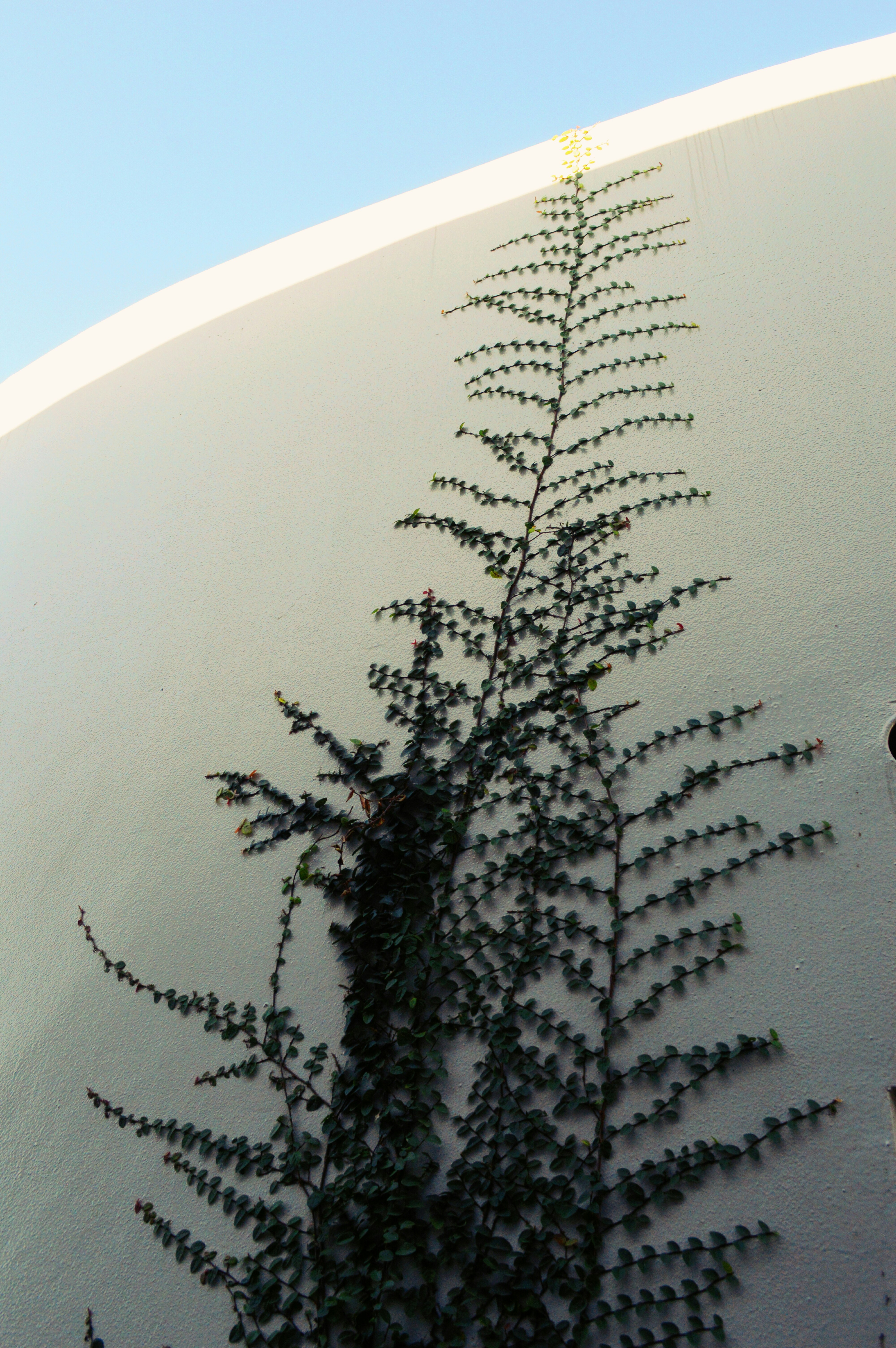 Ivy Veil Ascends a Curved White Wall Under a Calm Sky
